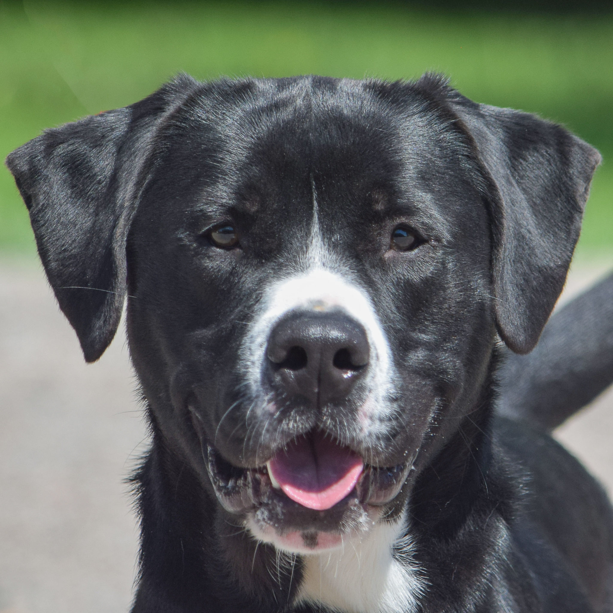 Dex - Animal House Shelter