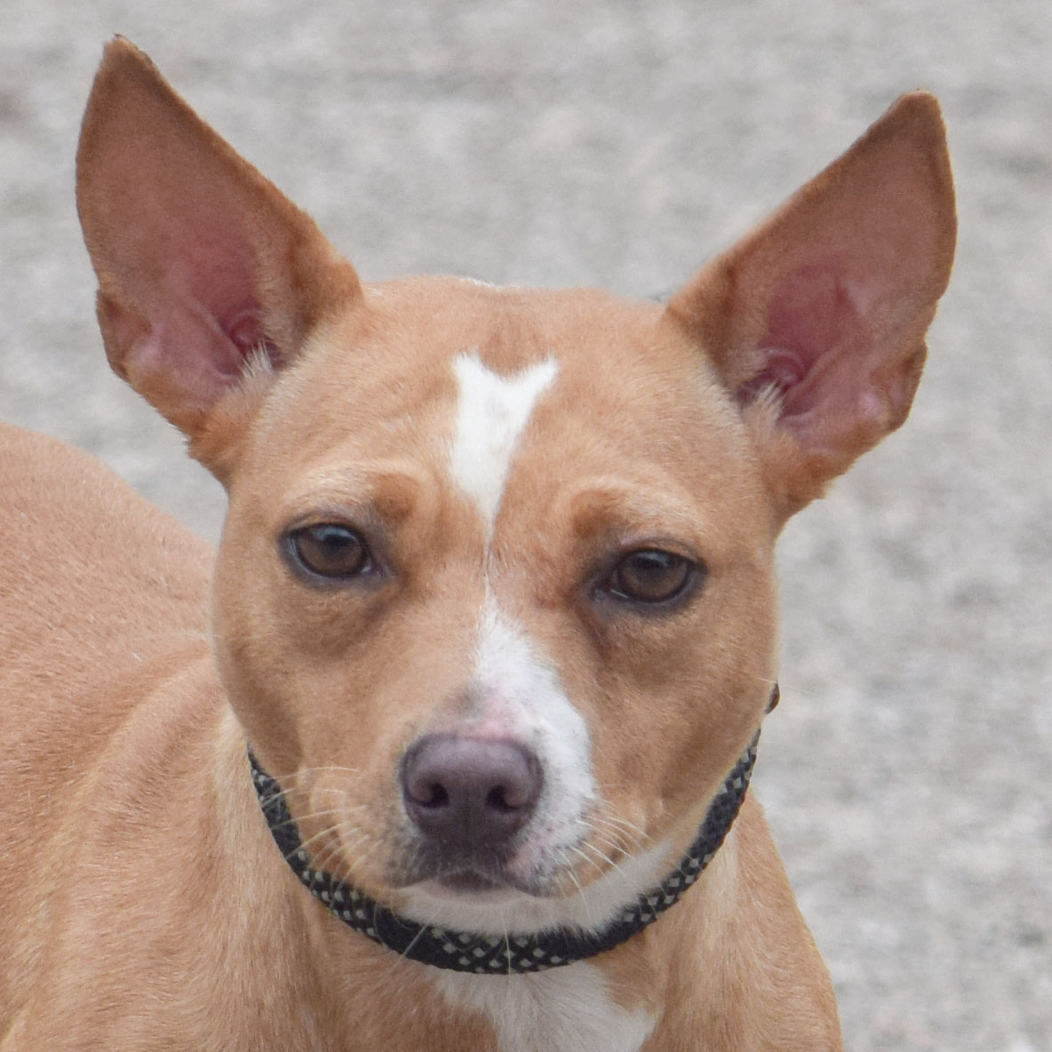 Duckie - Animal House Shelter