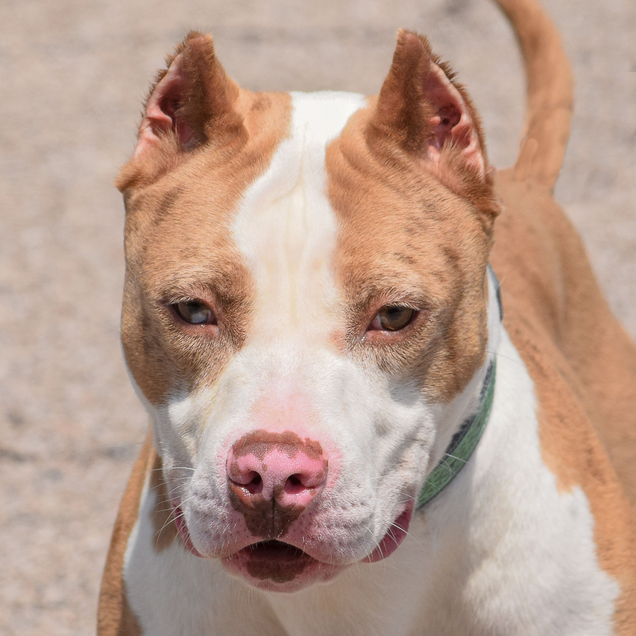 Kamo - Animal House Shelter