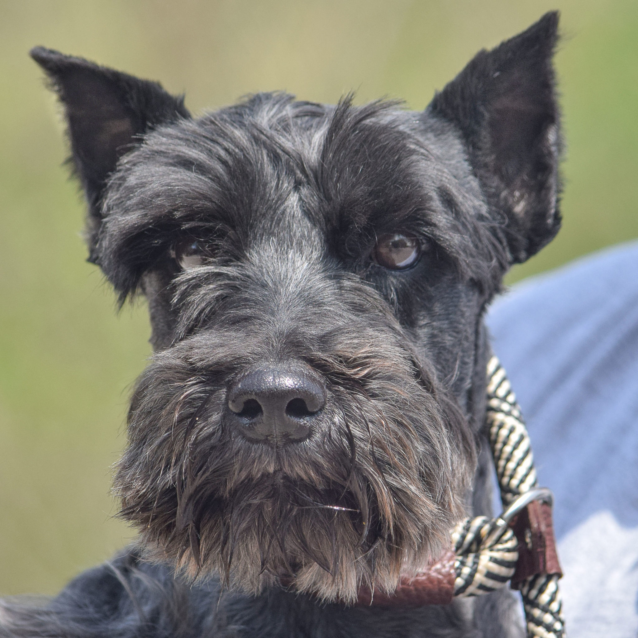 Maverick - Animal House Shelter