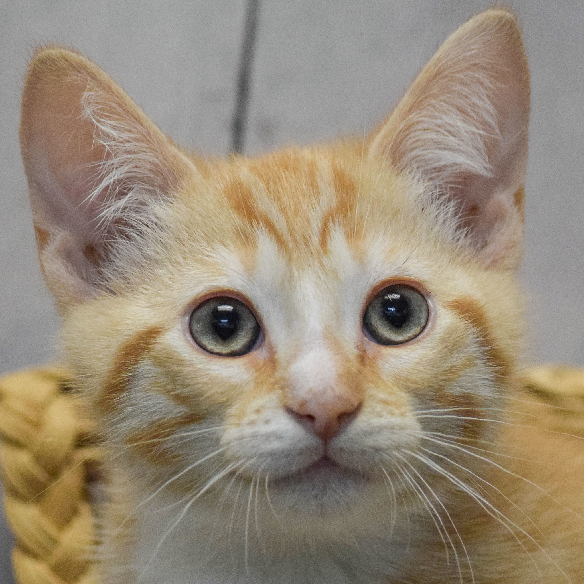 Prince - Animal House Shelter