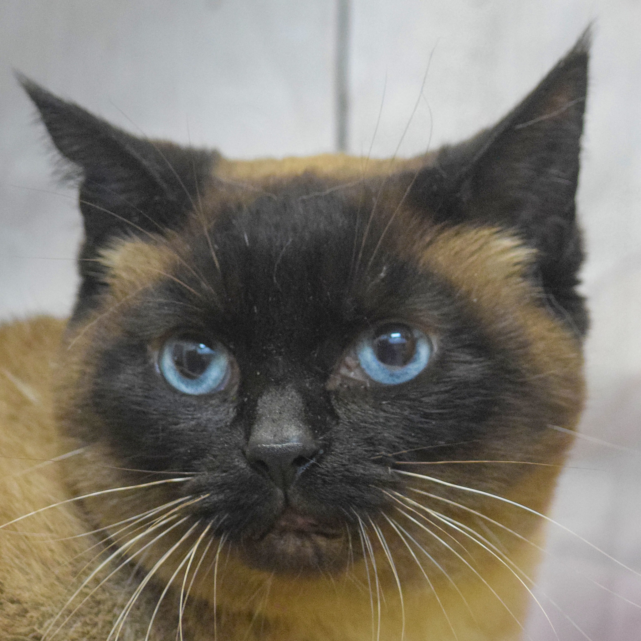 Sami - Animal House Shelter