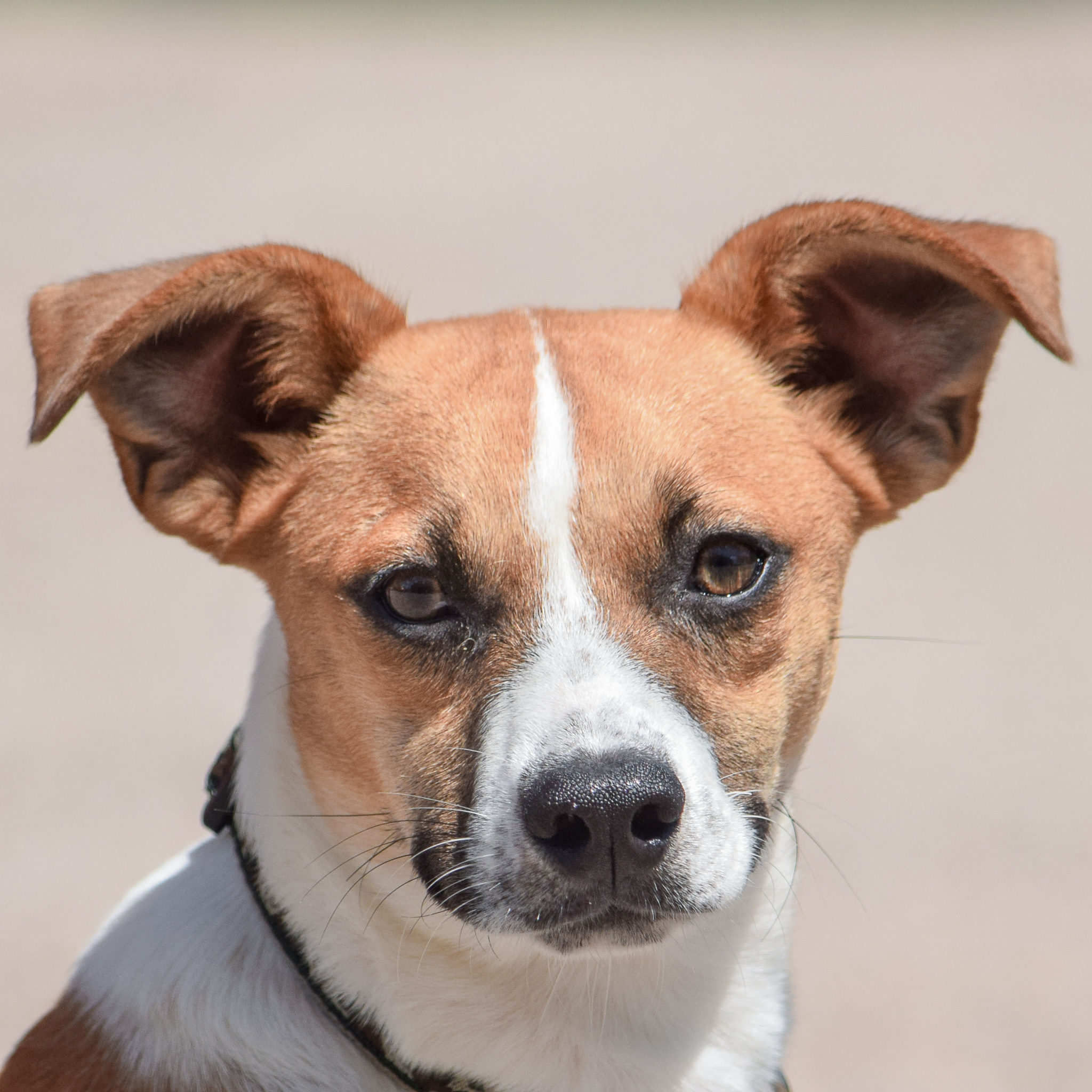 Sander - Animal House Shelter