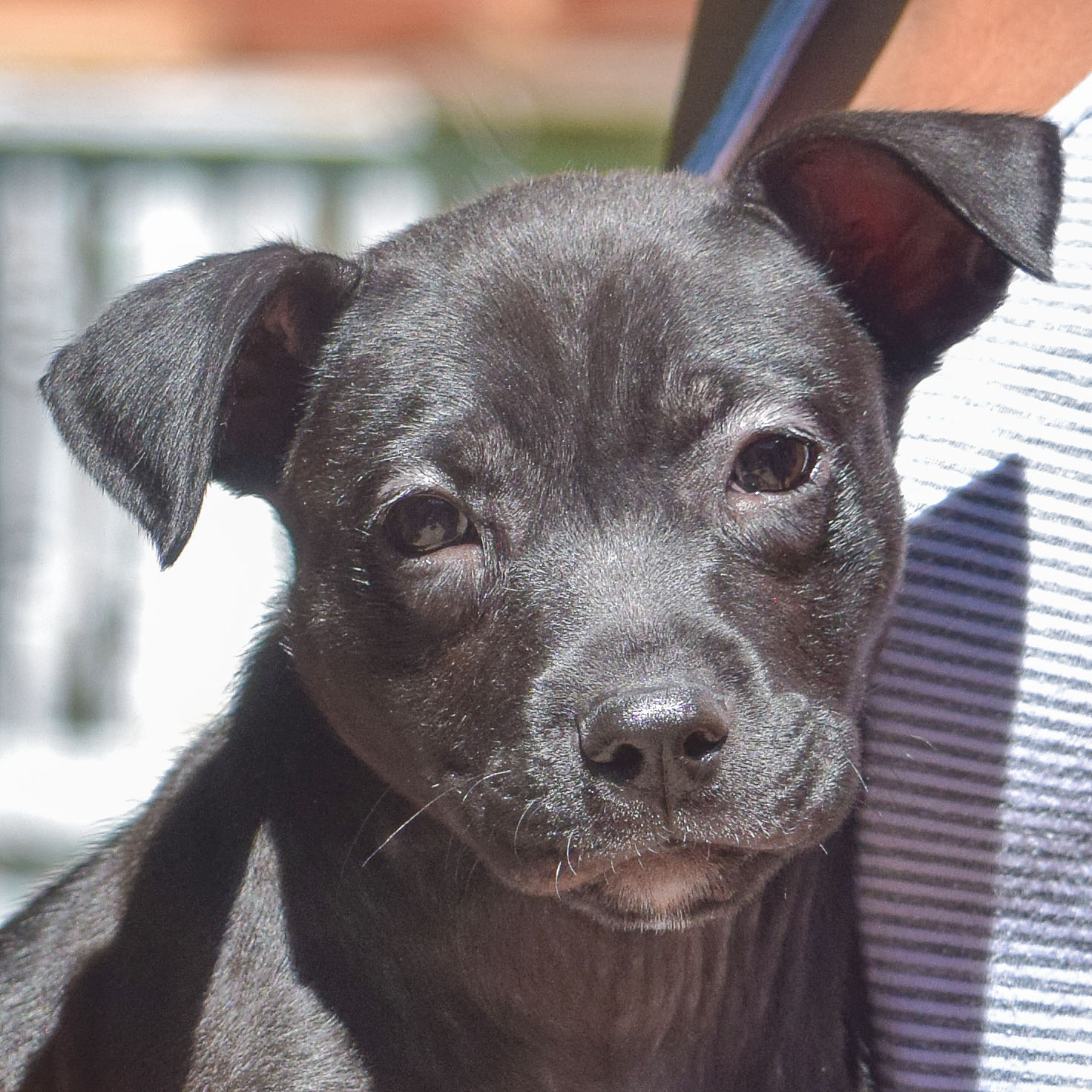 Buttercup - Animal House Shelter