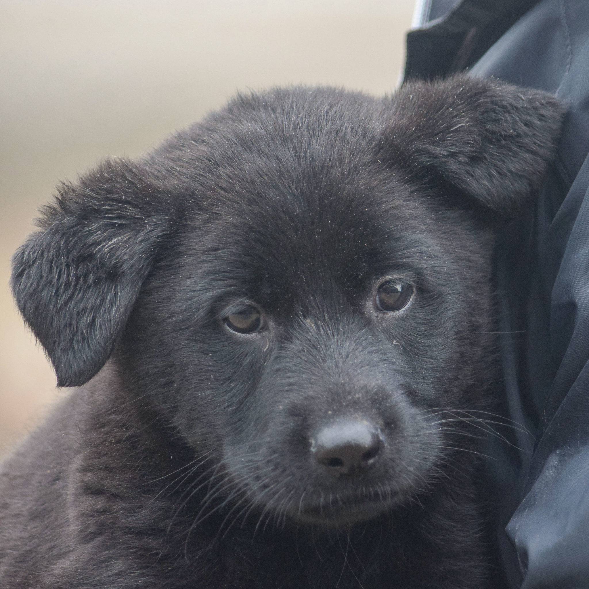 Carlos - Animal House Shelter