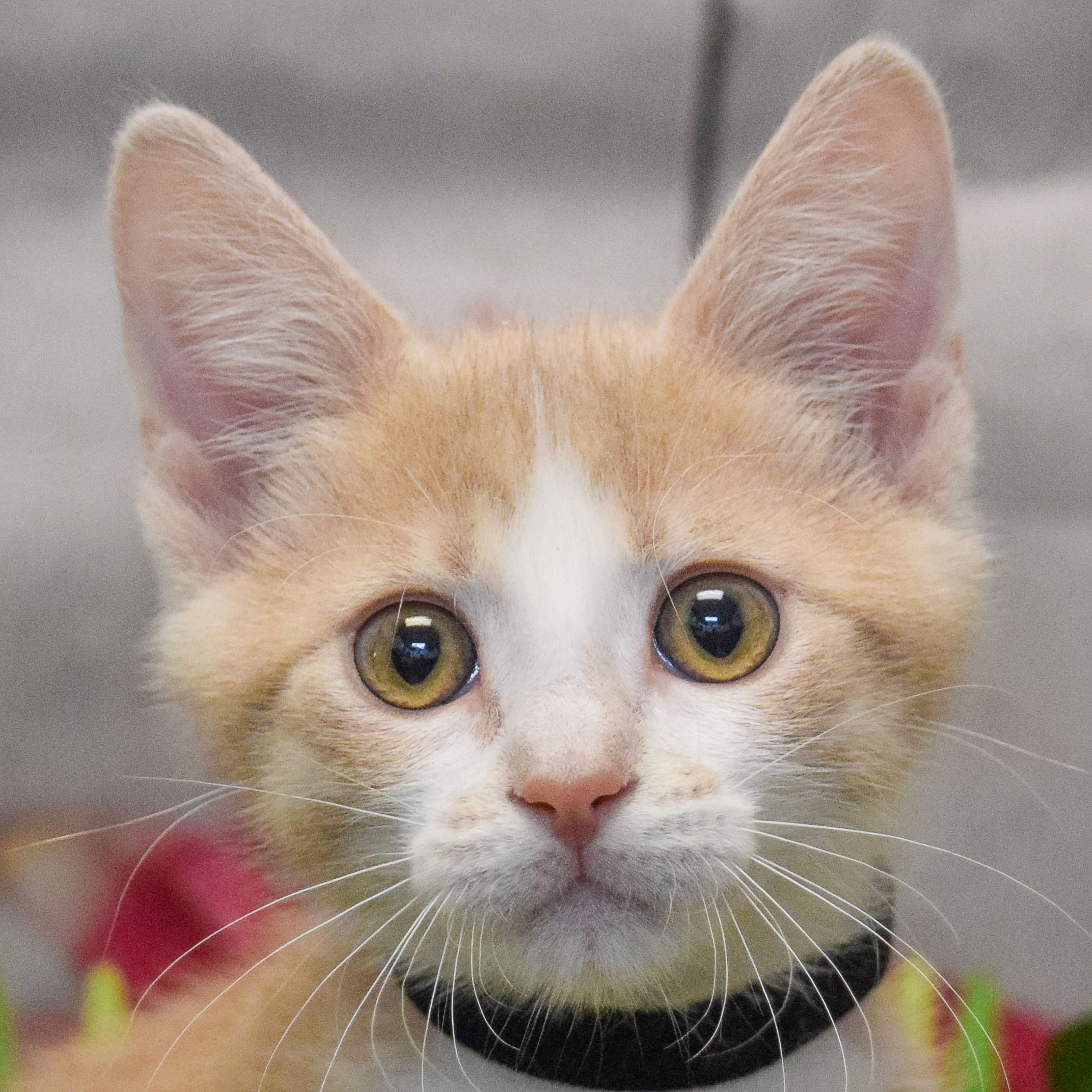 Chai - Animal House Shelter