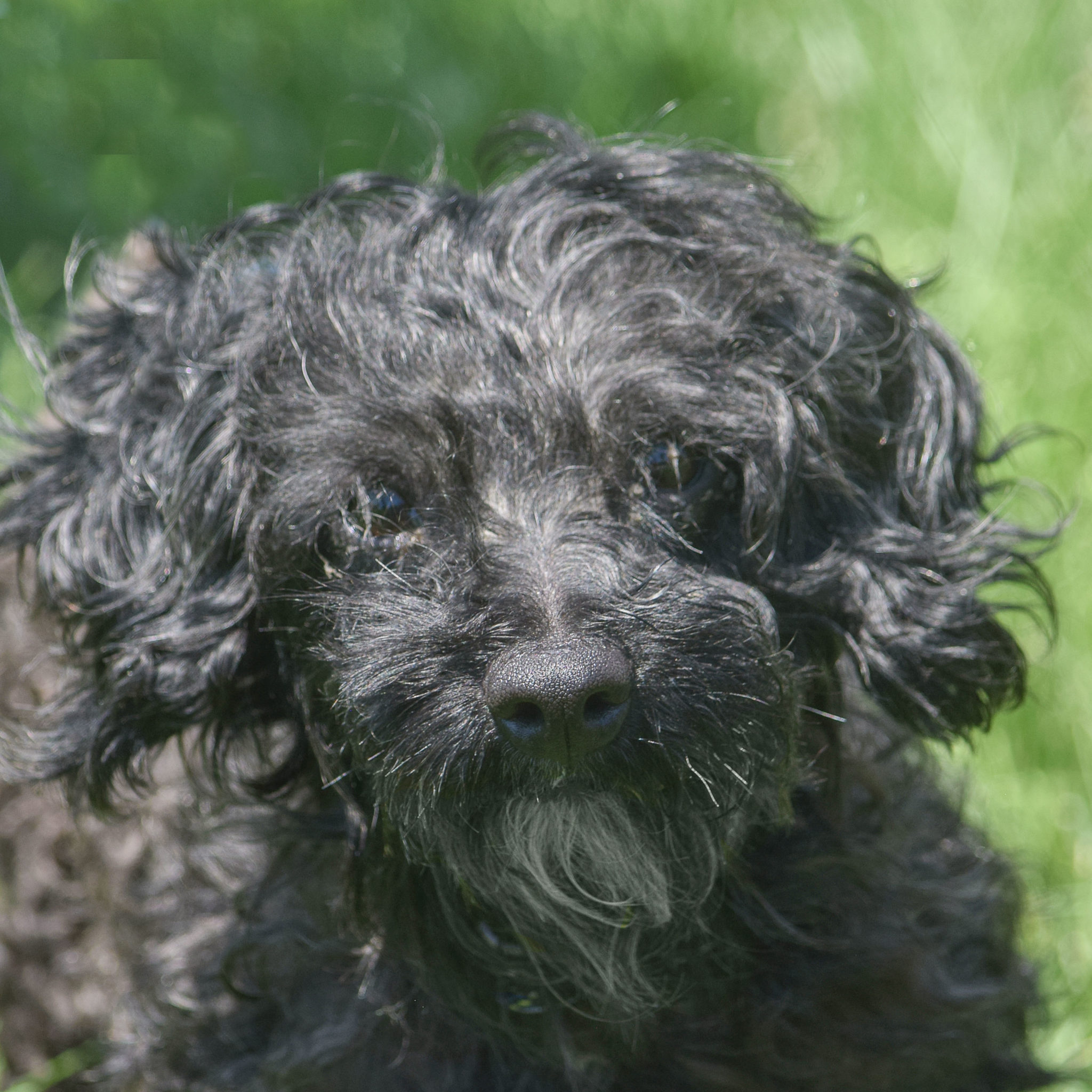 Fido - Animal House Shelter