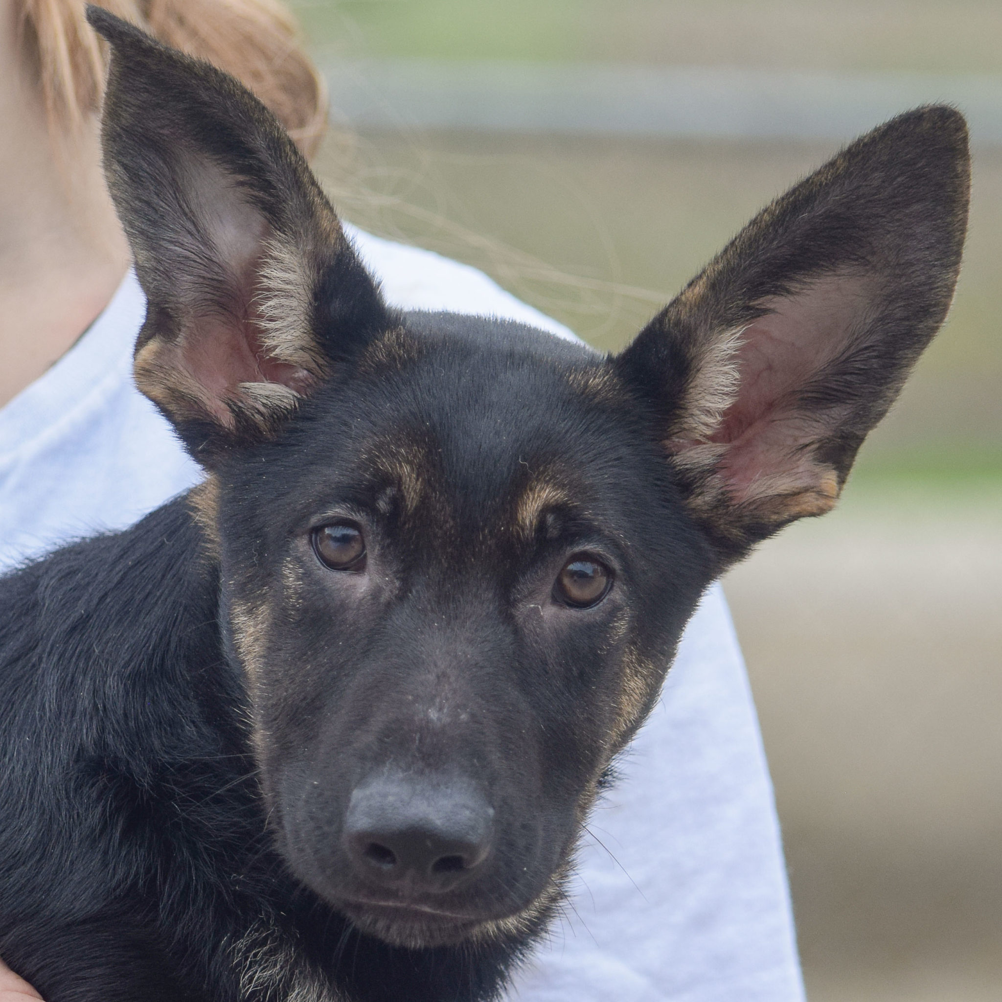 Little Bear - Animal House Shelter