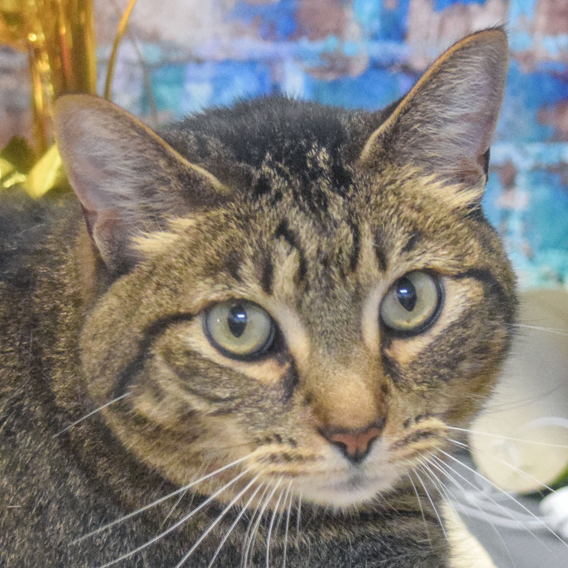 Maureen (Declaw) - Animal House Shelter