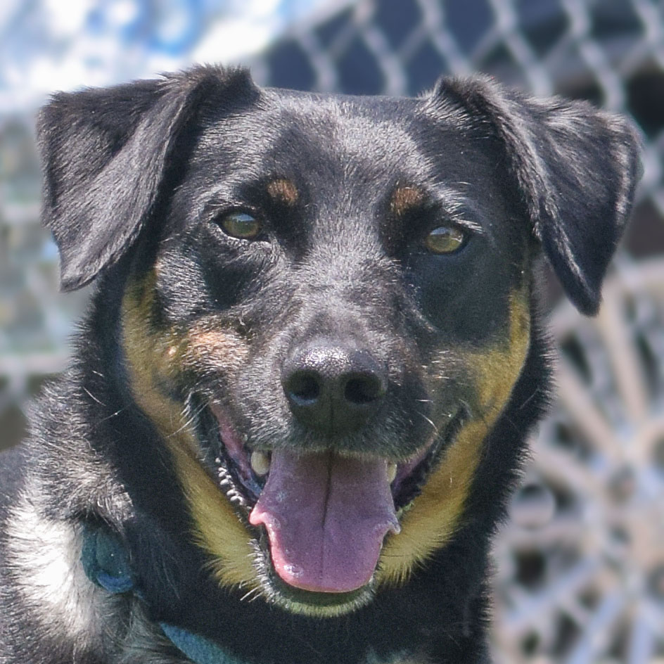 Maxwell - Animal House Shelter