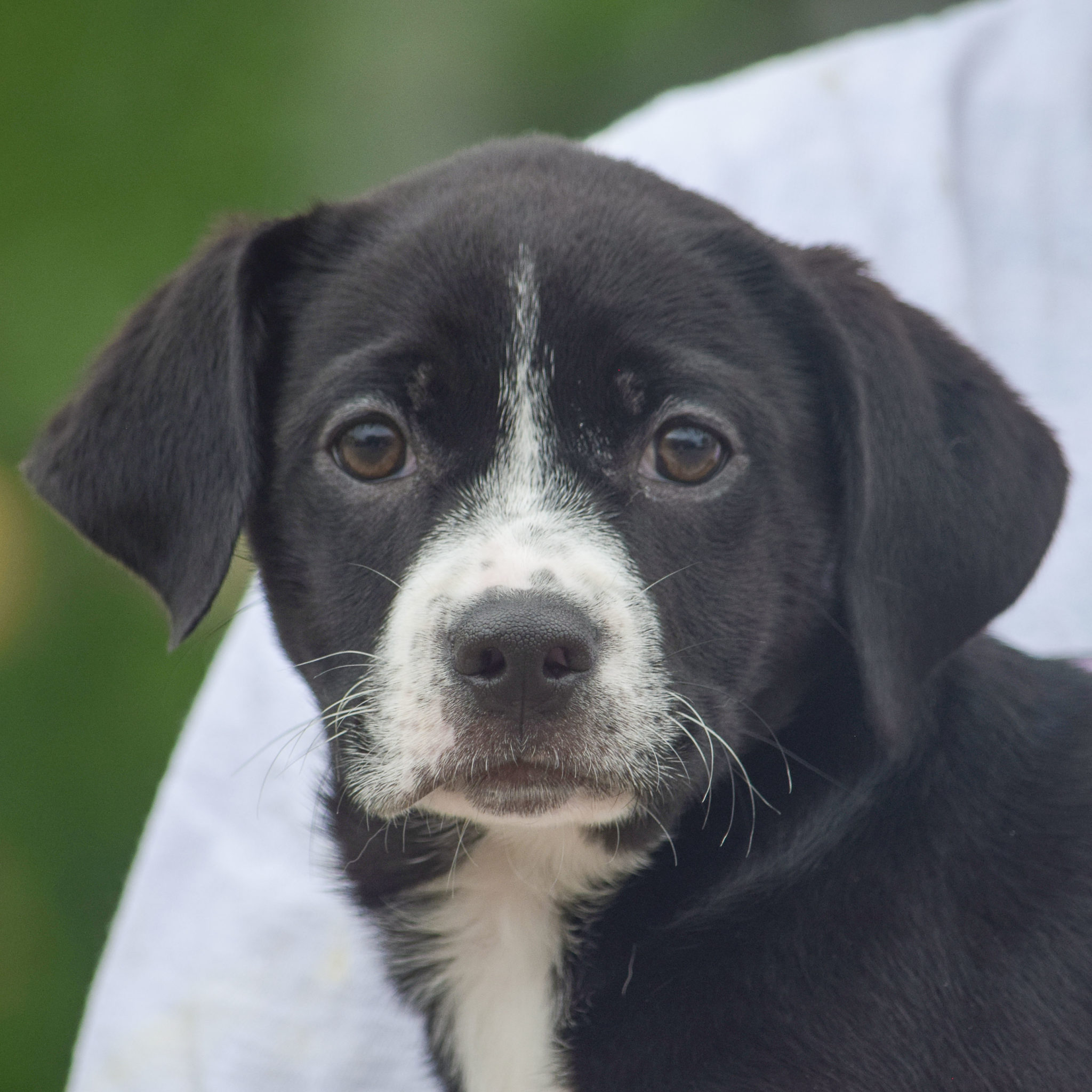 Mindy - Animal House Shelter