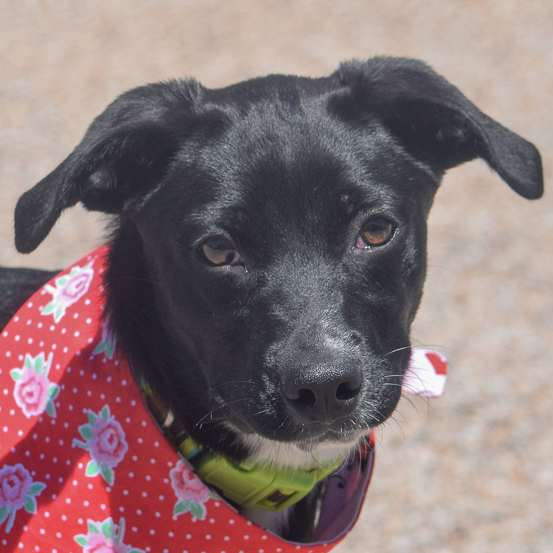 Scone - Animal House Shelter