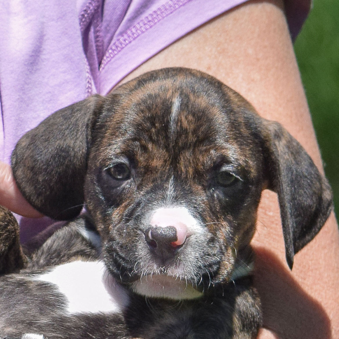 Shira - Animal House Shelter