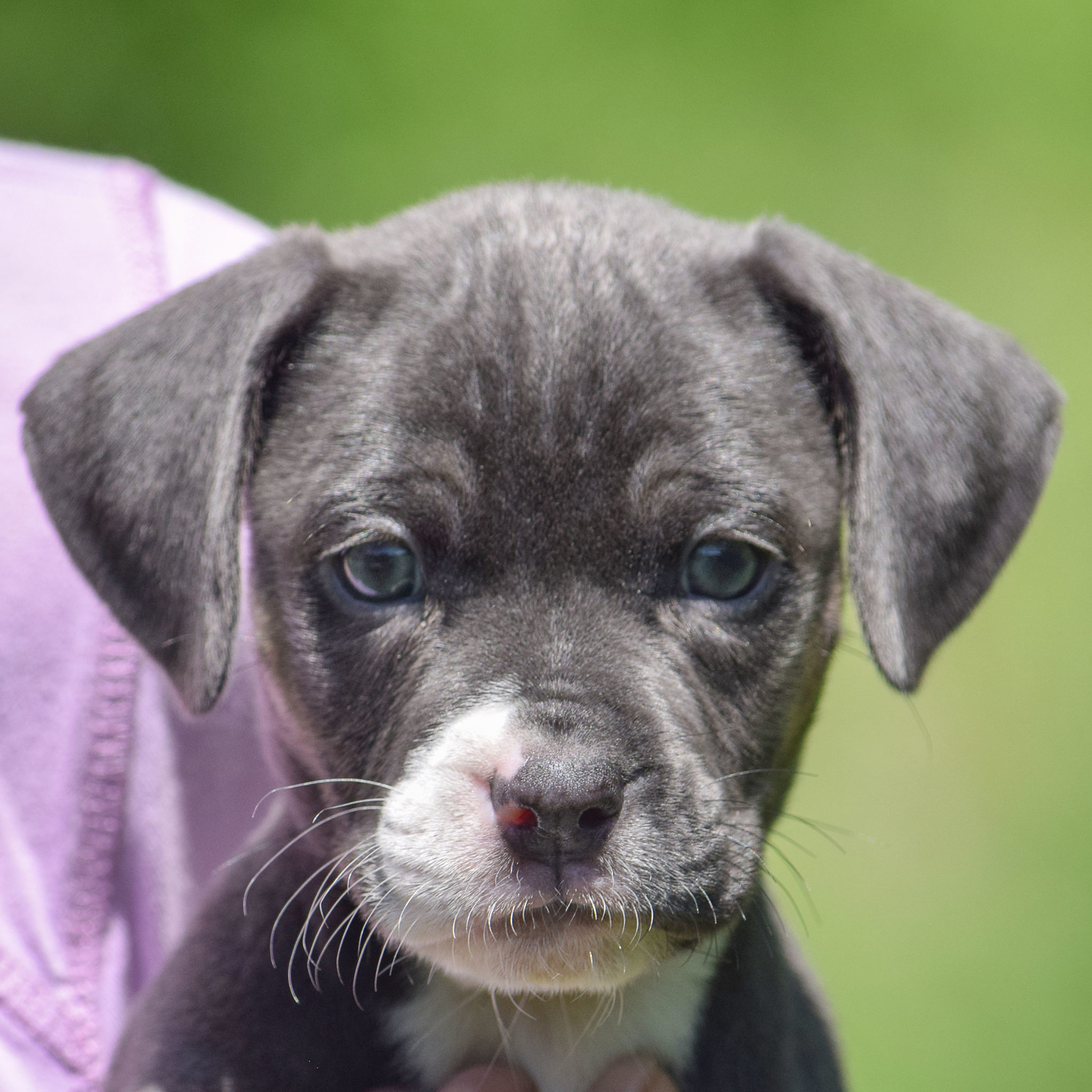 Sienna - Animal House Shelter