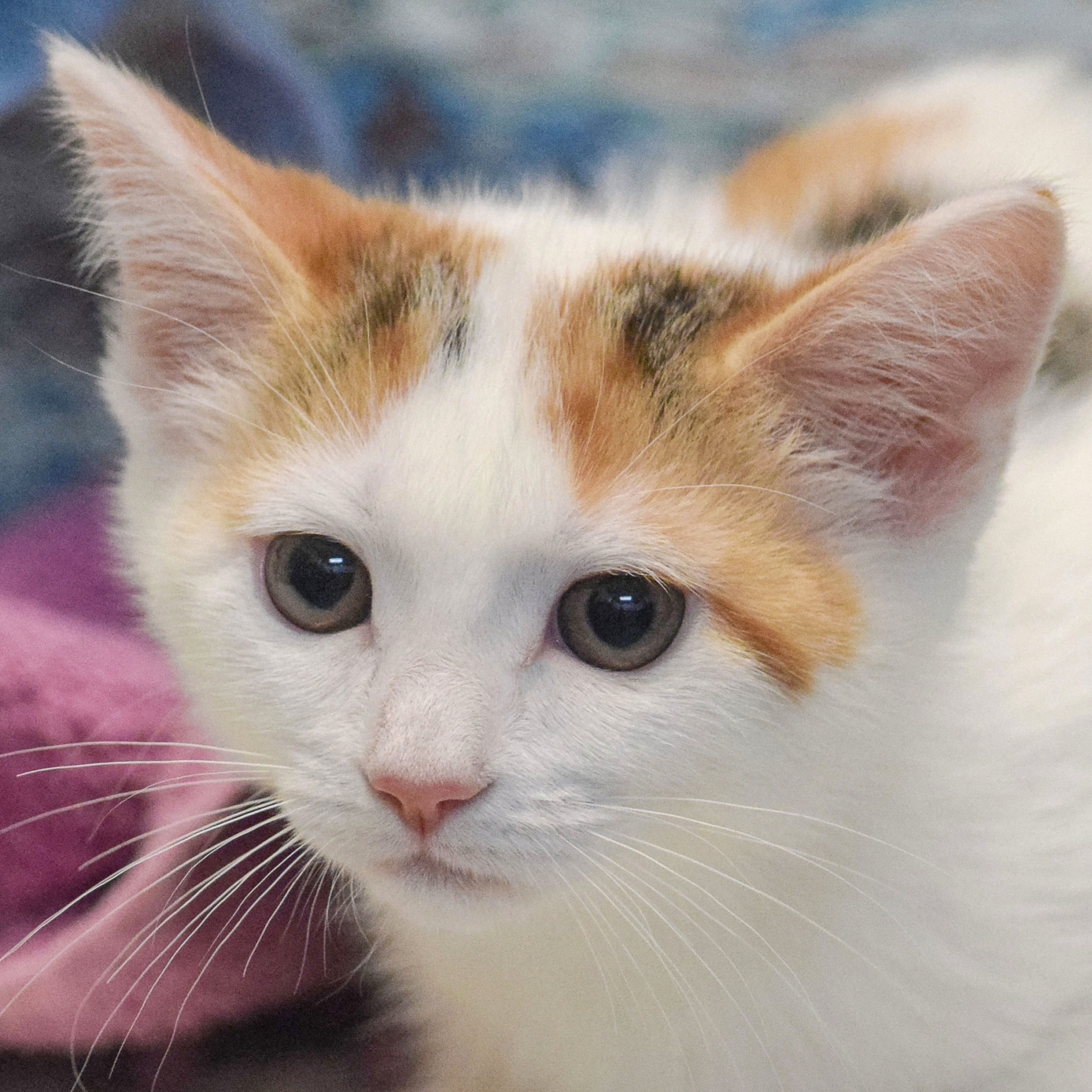 Tobi - Animal House Shelter
