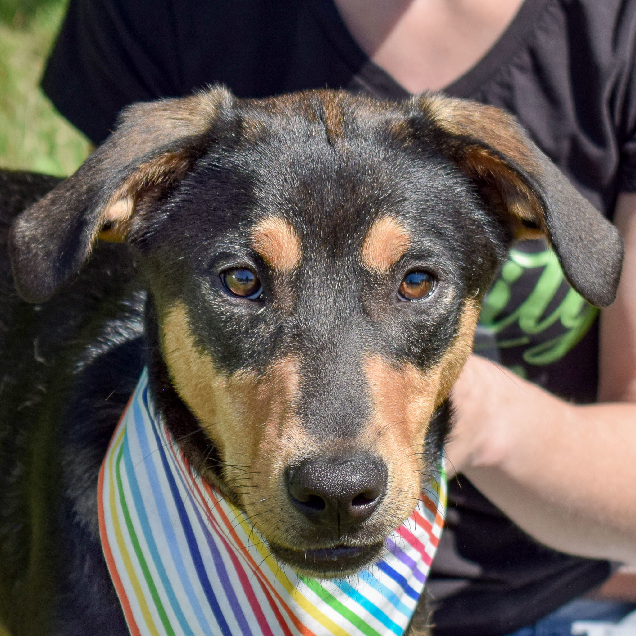 Bolt - Animal House Shelter