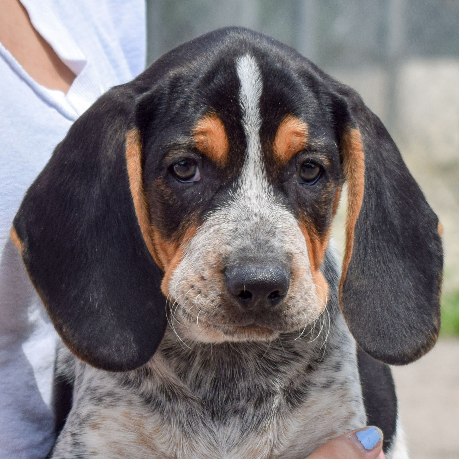 Bullet - Animal House Shelter