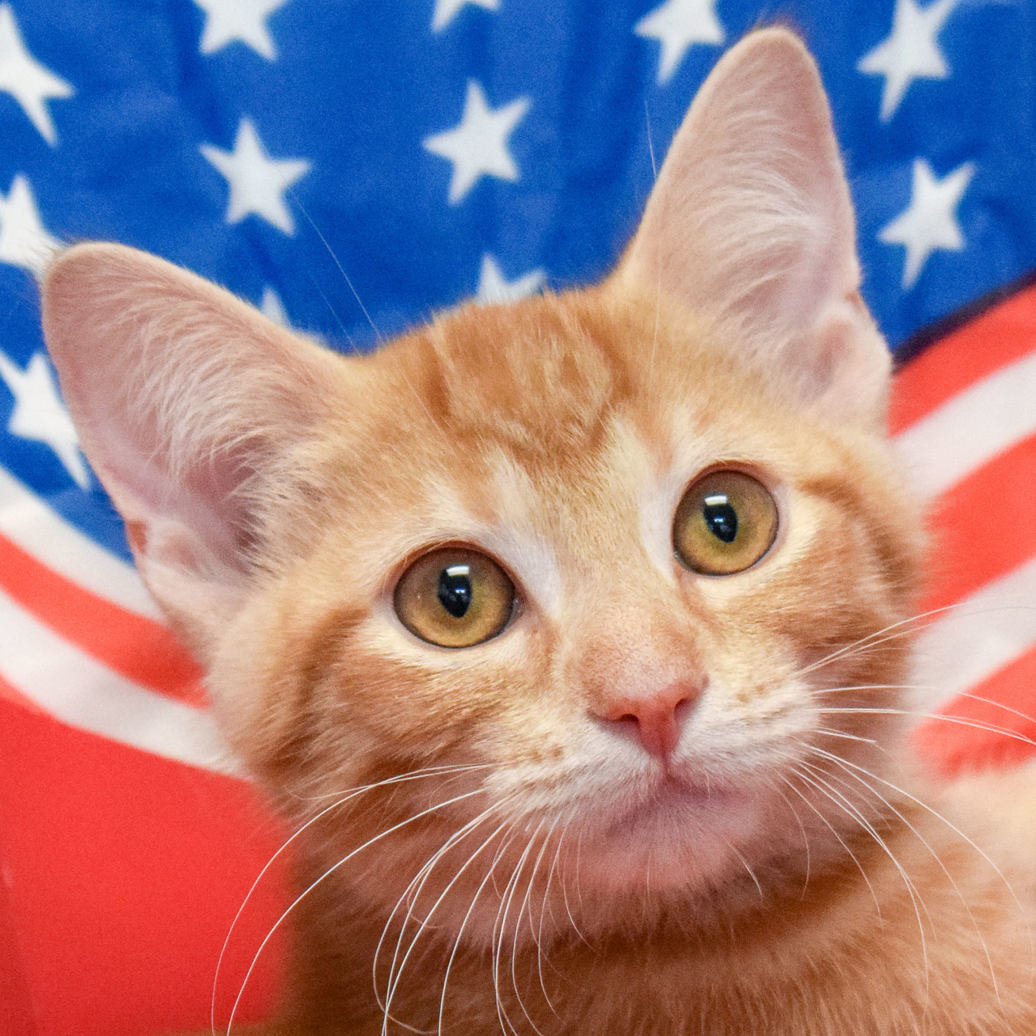 Clover - Animal House Shelter