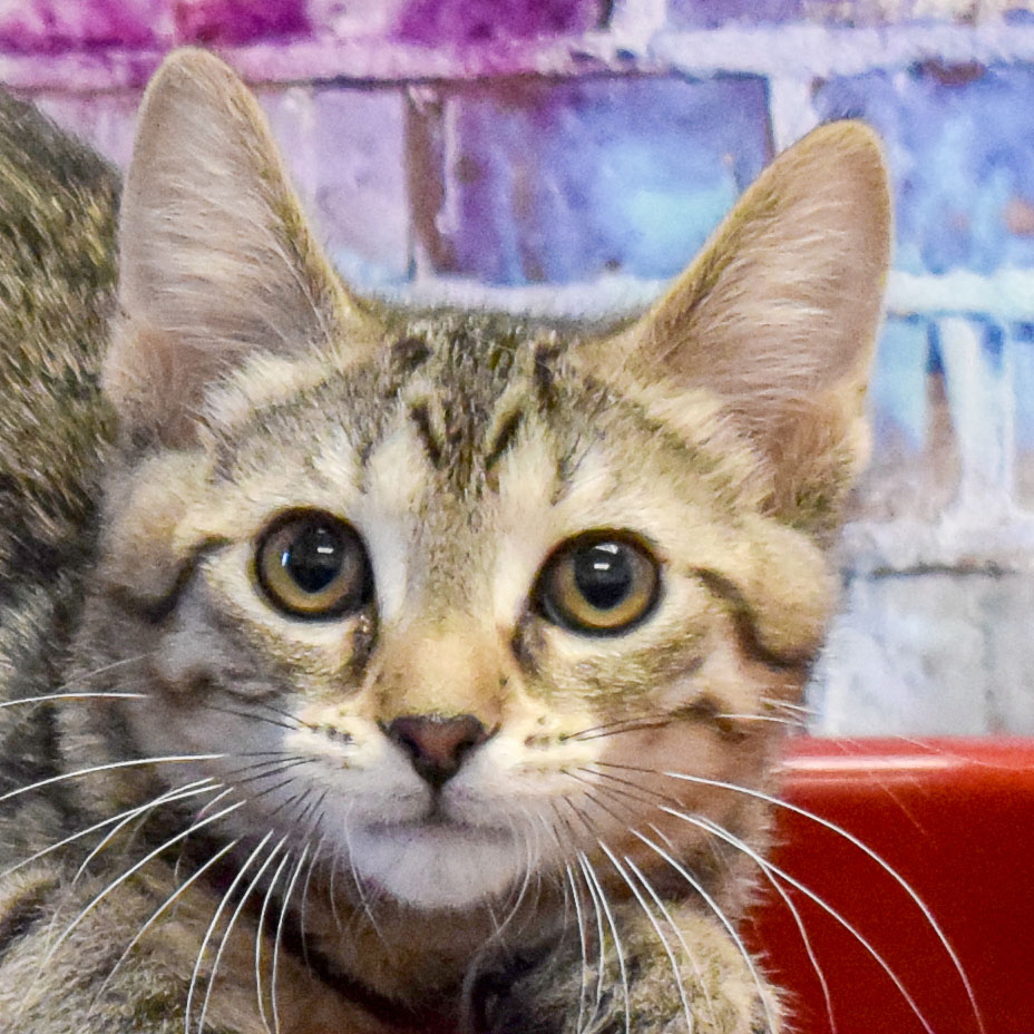 Debbie - Animal House Shelter