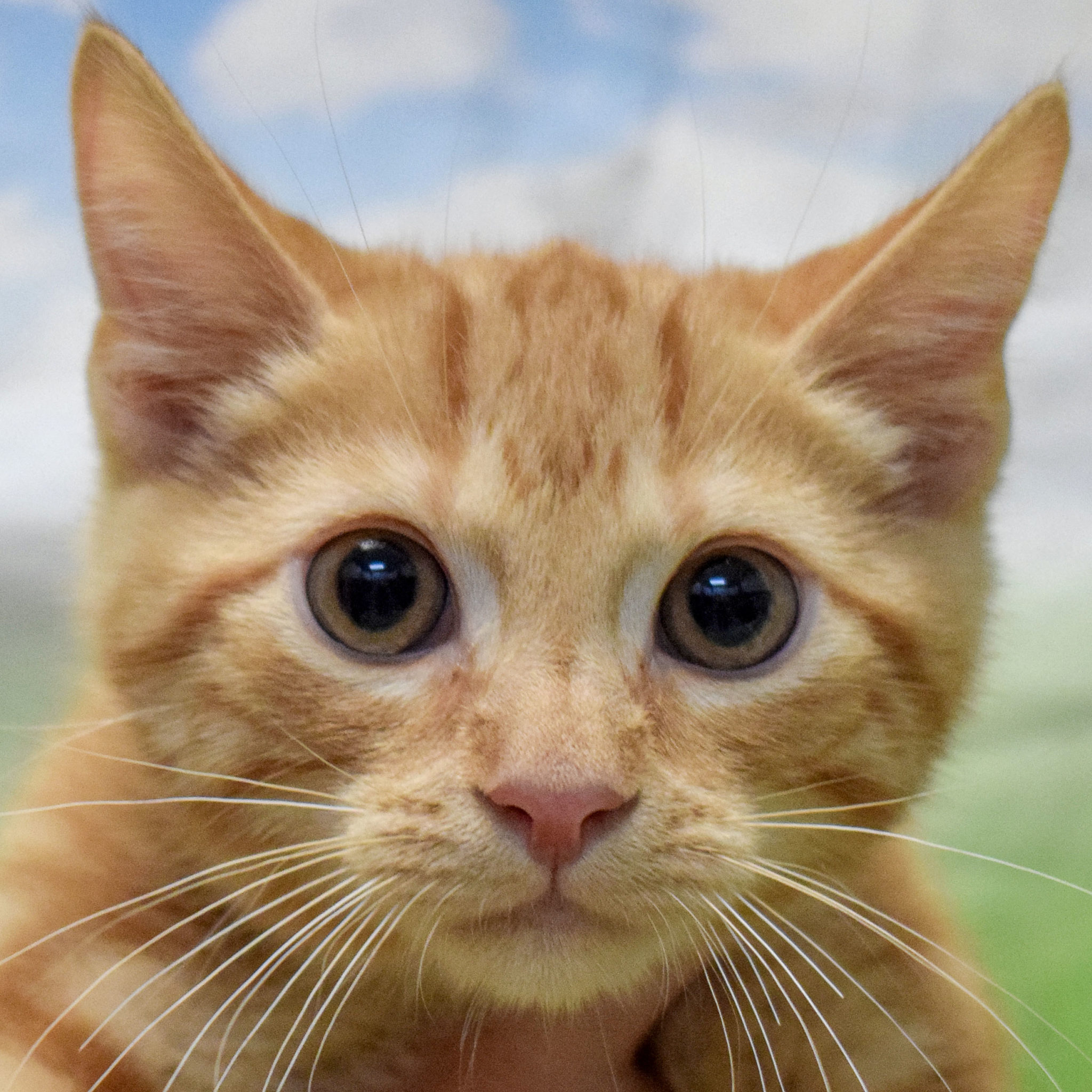 Jacu - Animal House Shelter