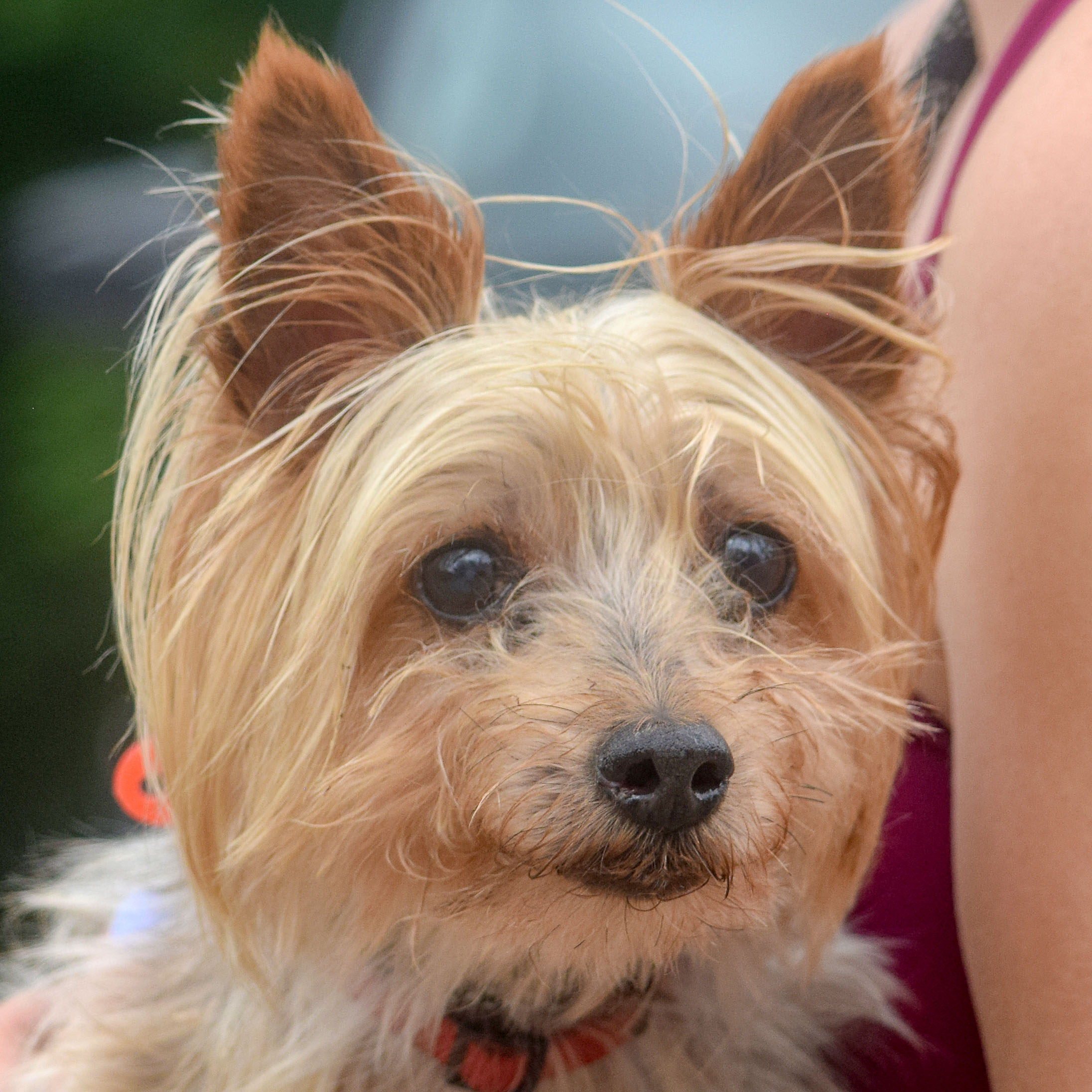 Jen Jen - Animal House Shelter