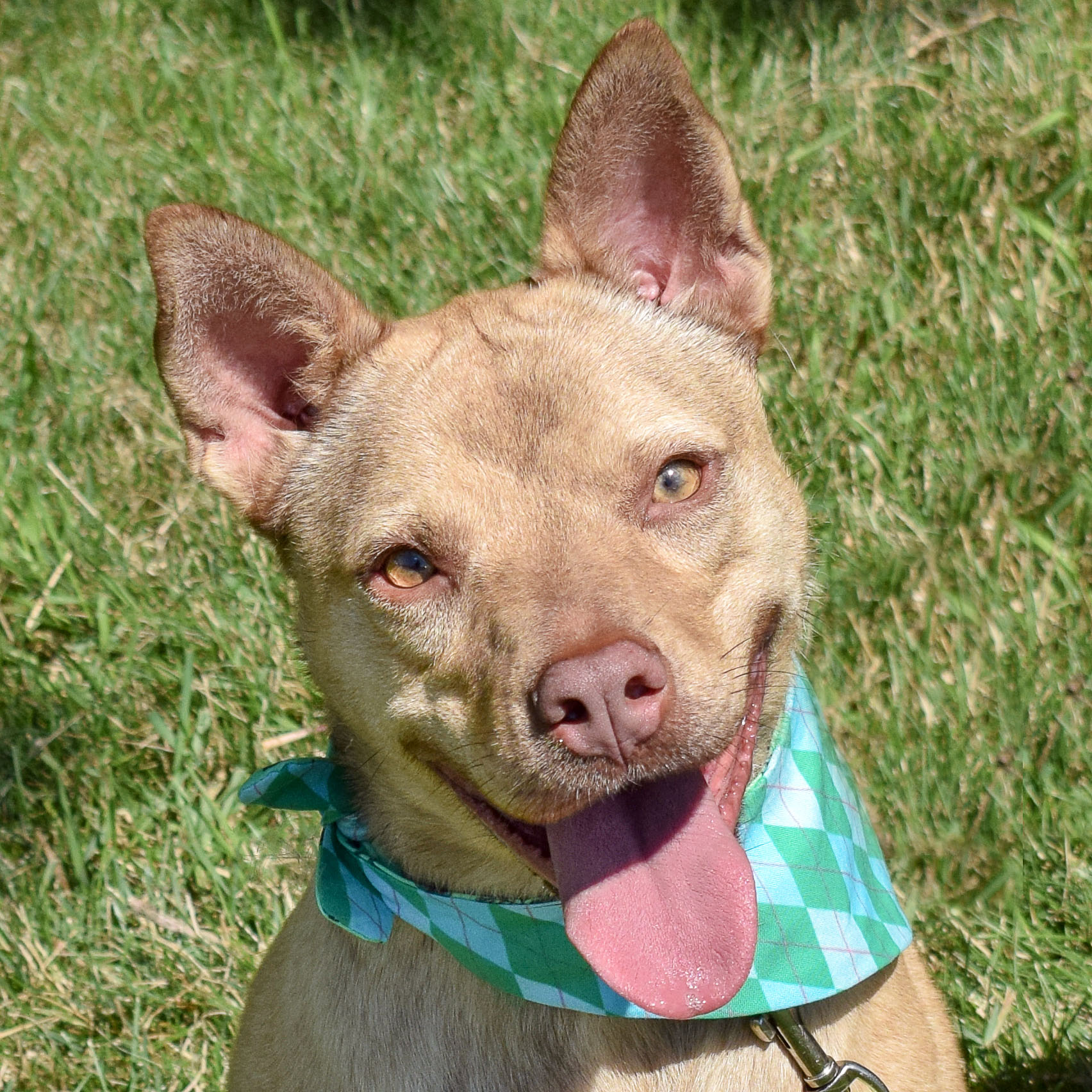 Kira - Animal House Shelter