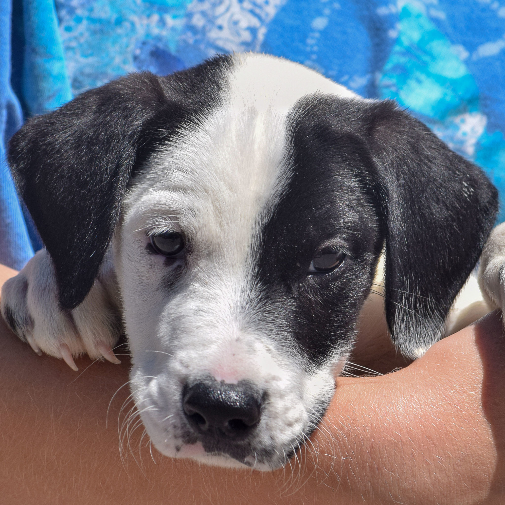 Mac - Animal House Shelter