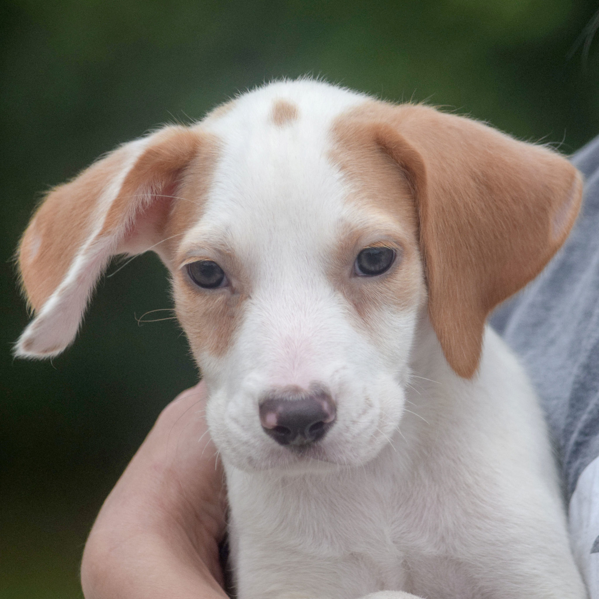 Marshall - Animal House Shelter