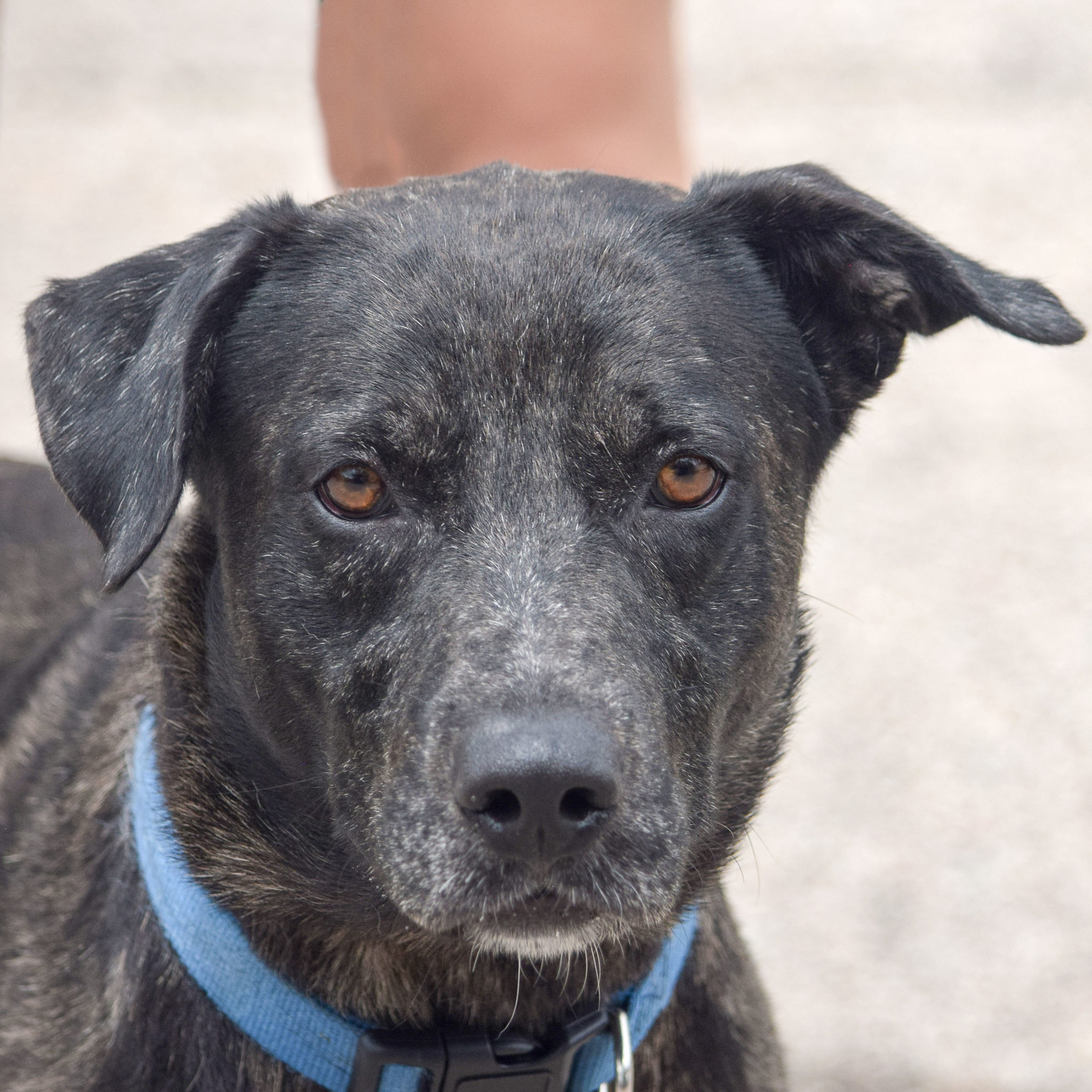 Maverick - Animal House Shelter