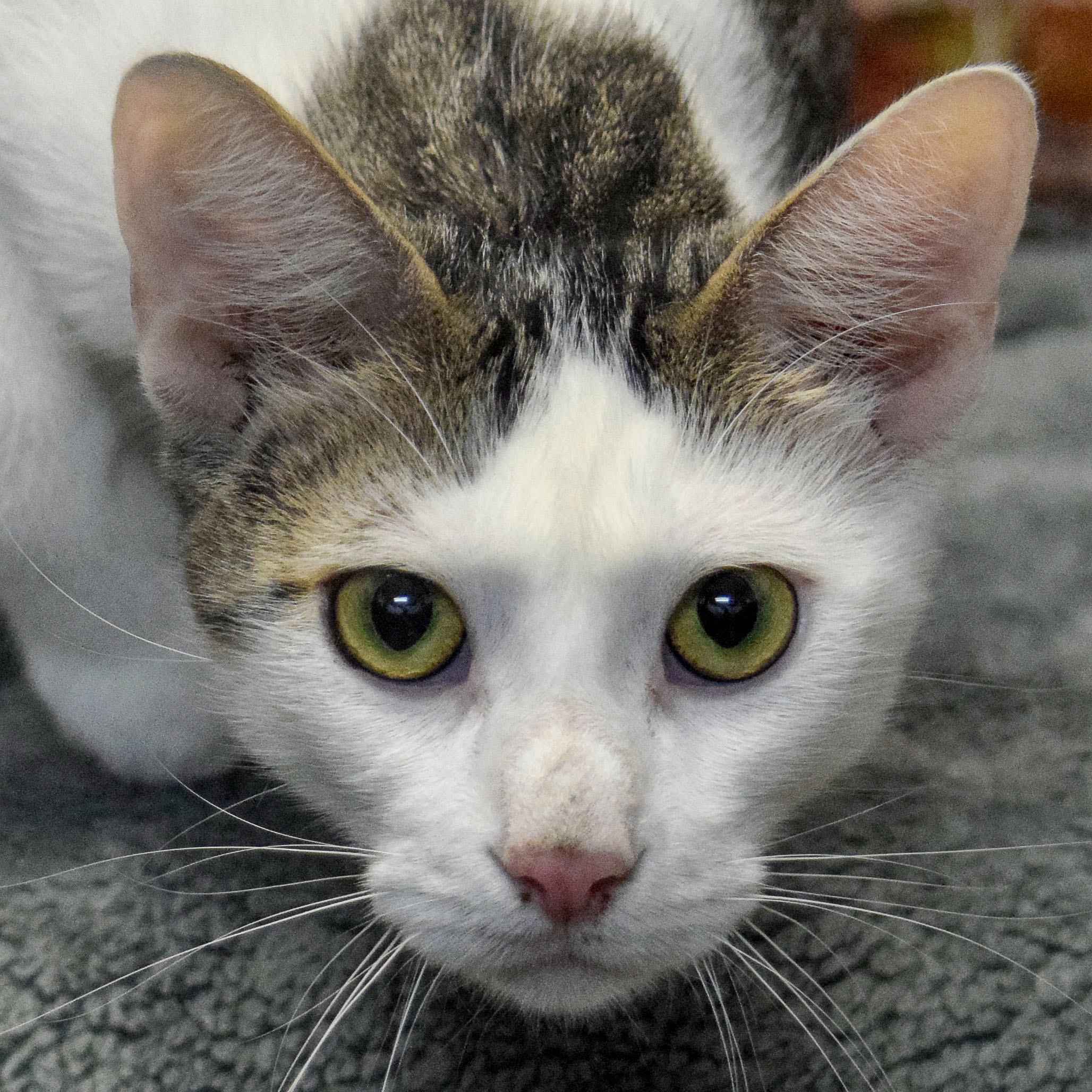 Miaou (Declaw) - Animal House Shelter