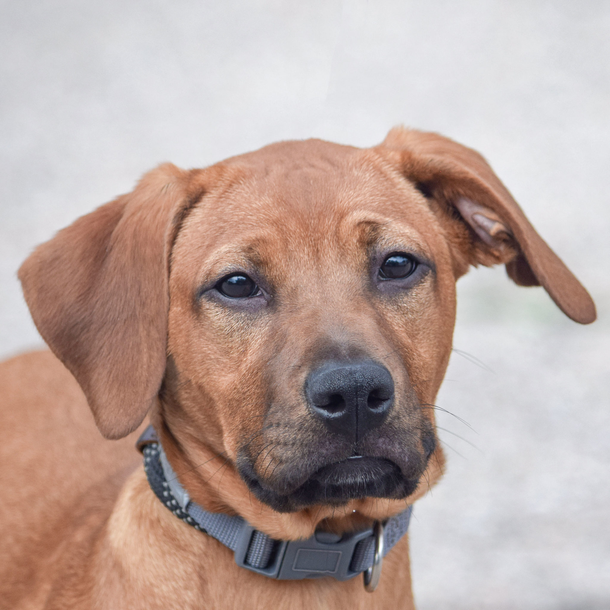 Penny - Animal House Shelter