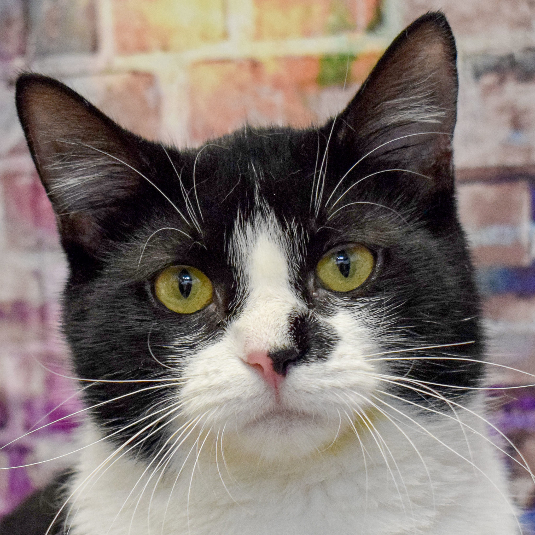 Rambo - Animal House Shelter