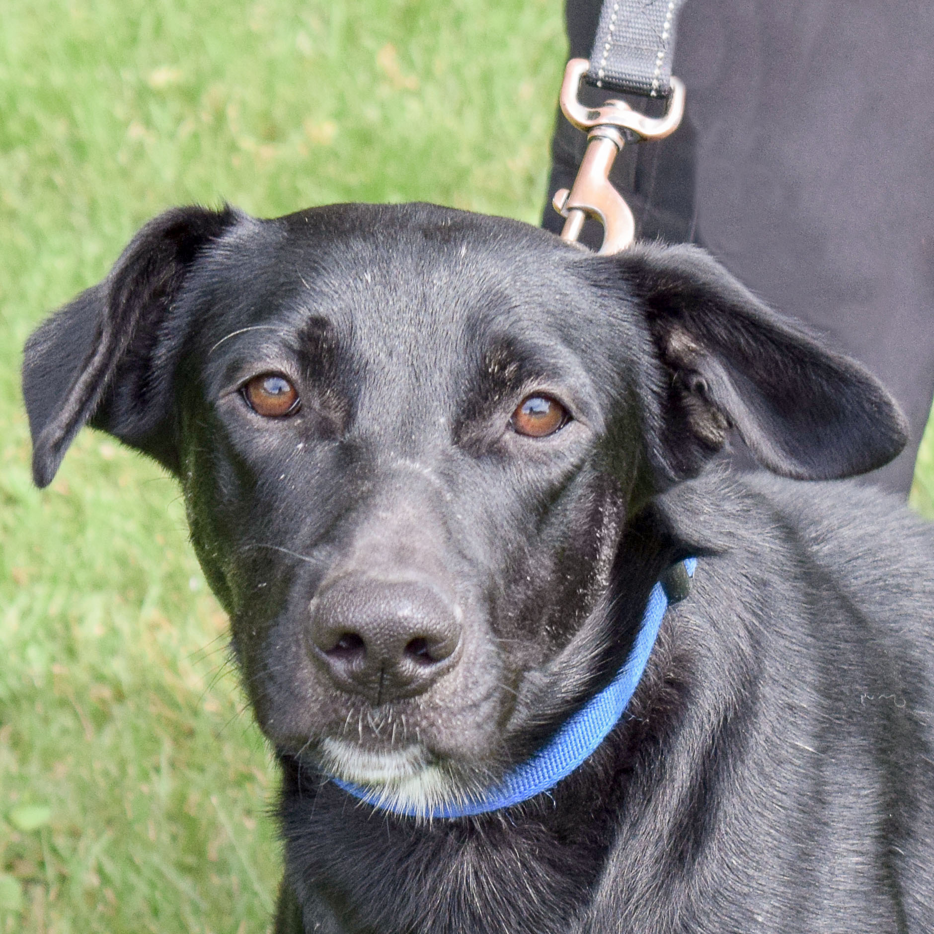 Raven - Animal House Shelter