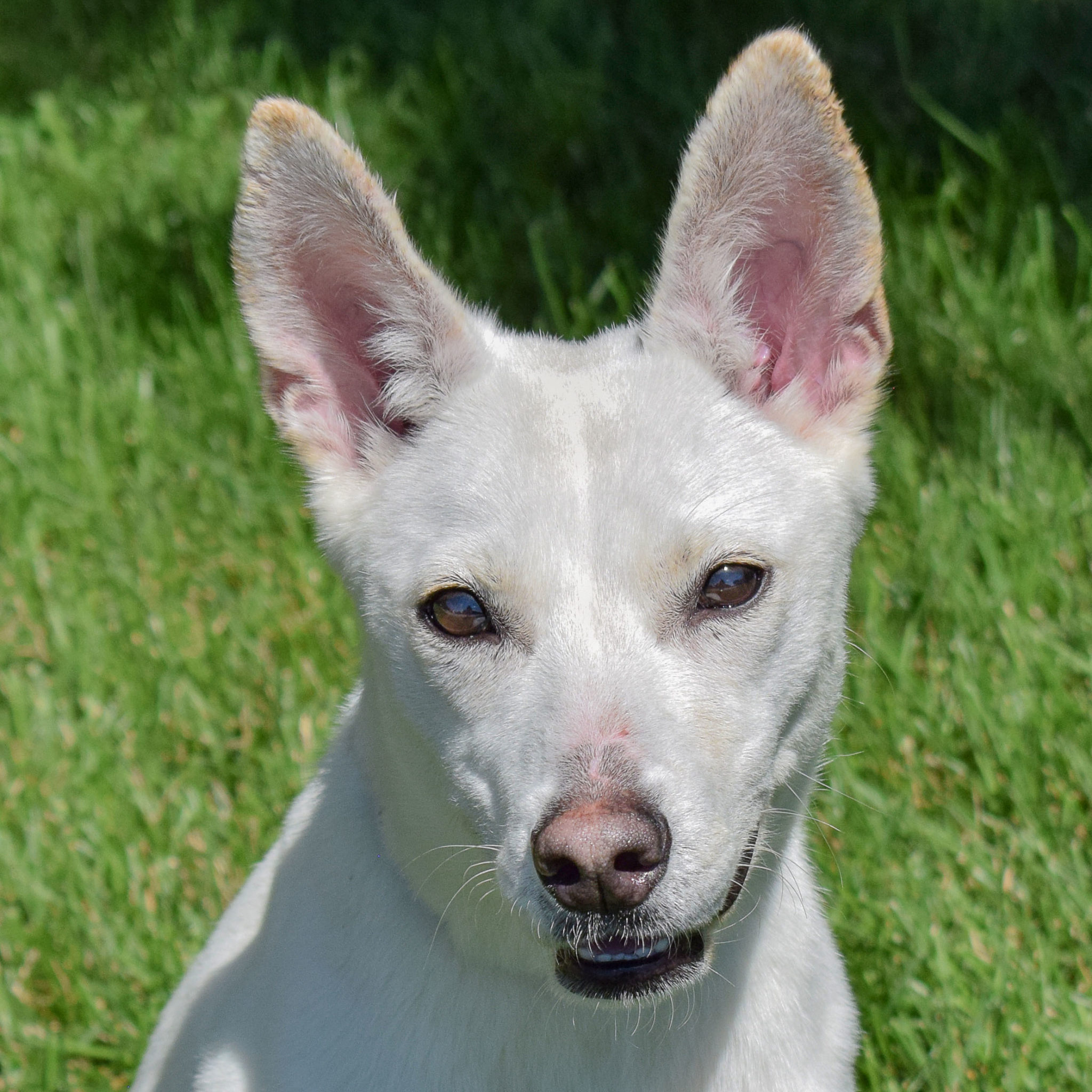 Sidney - Animal House Shelter
