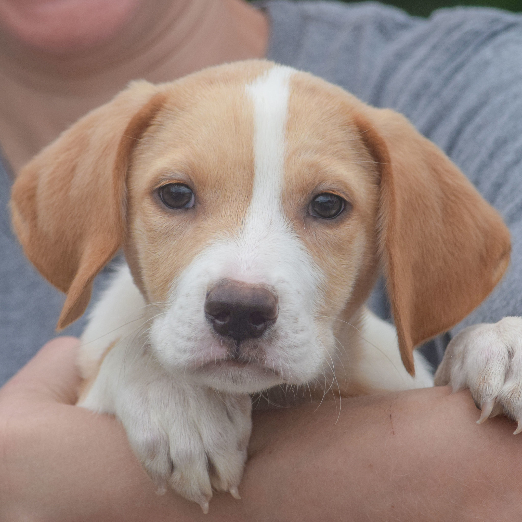 Simba - Animal House Shelter