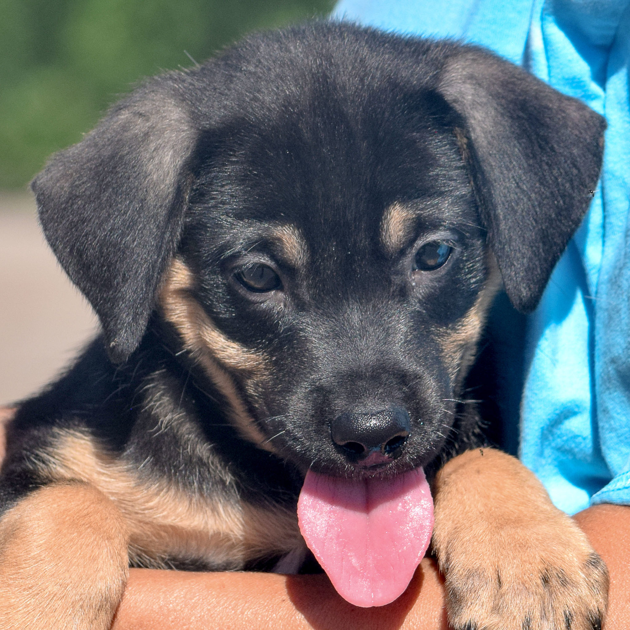 Tank - Animal House Shelter