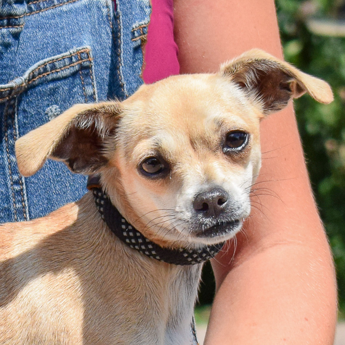 Trolli - Animal House Shelter