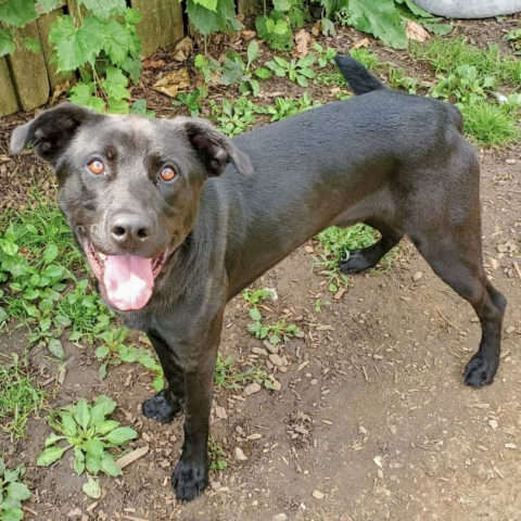 Amos - Animal House Shelter