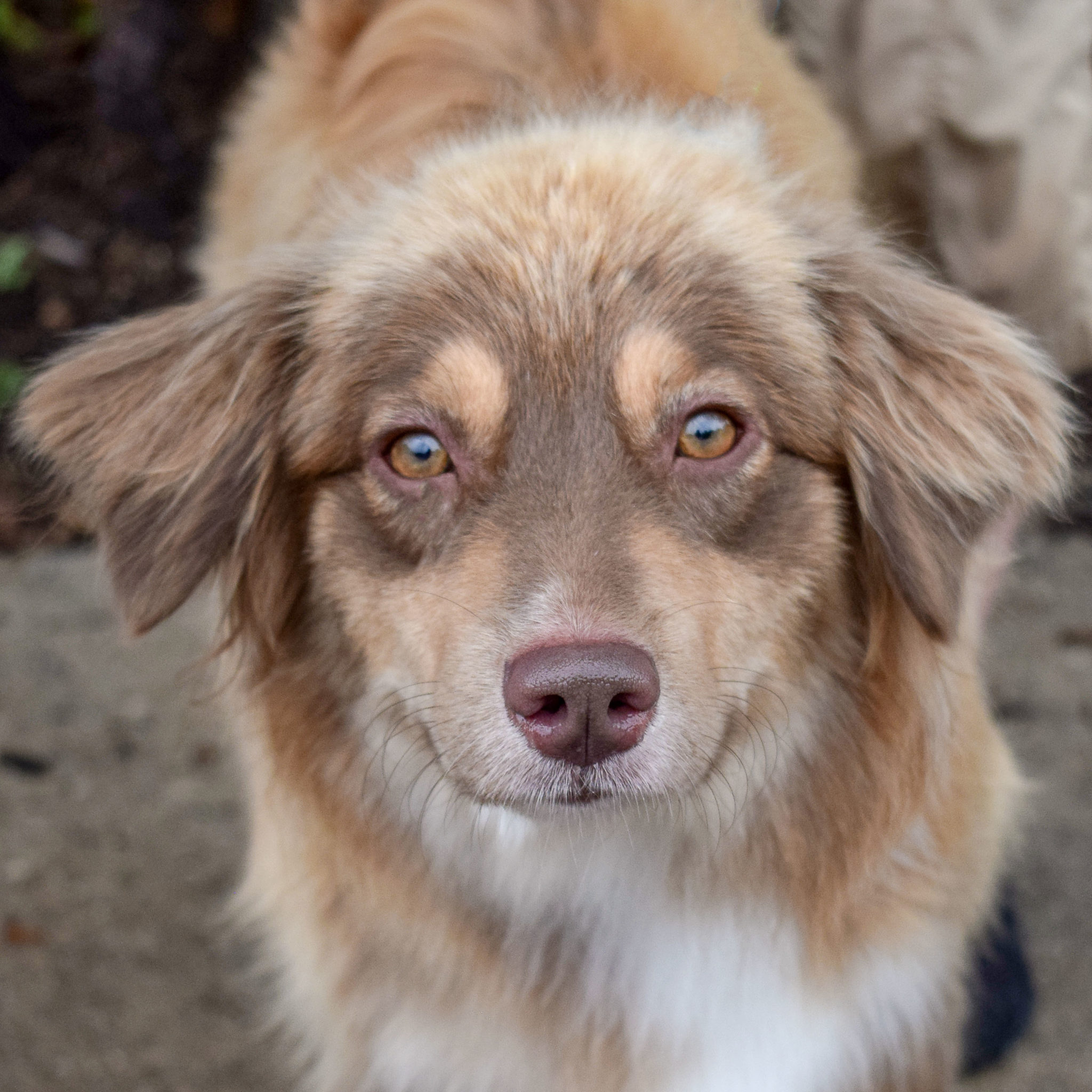 Bindi - Animal House Shelter