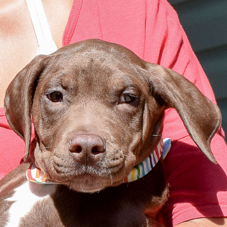 Chance - Animal House Shelter