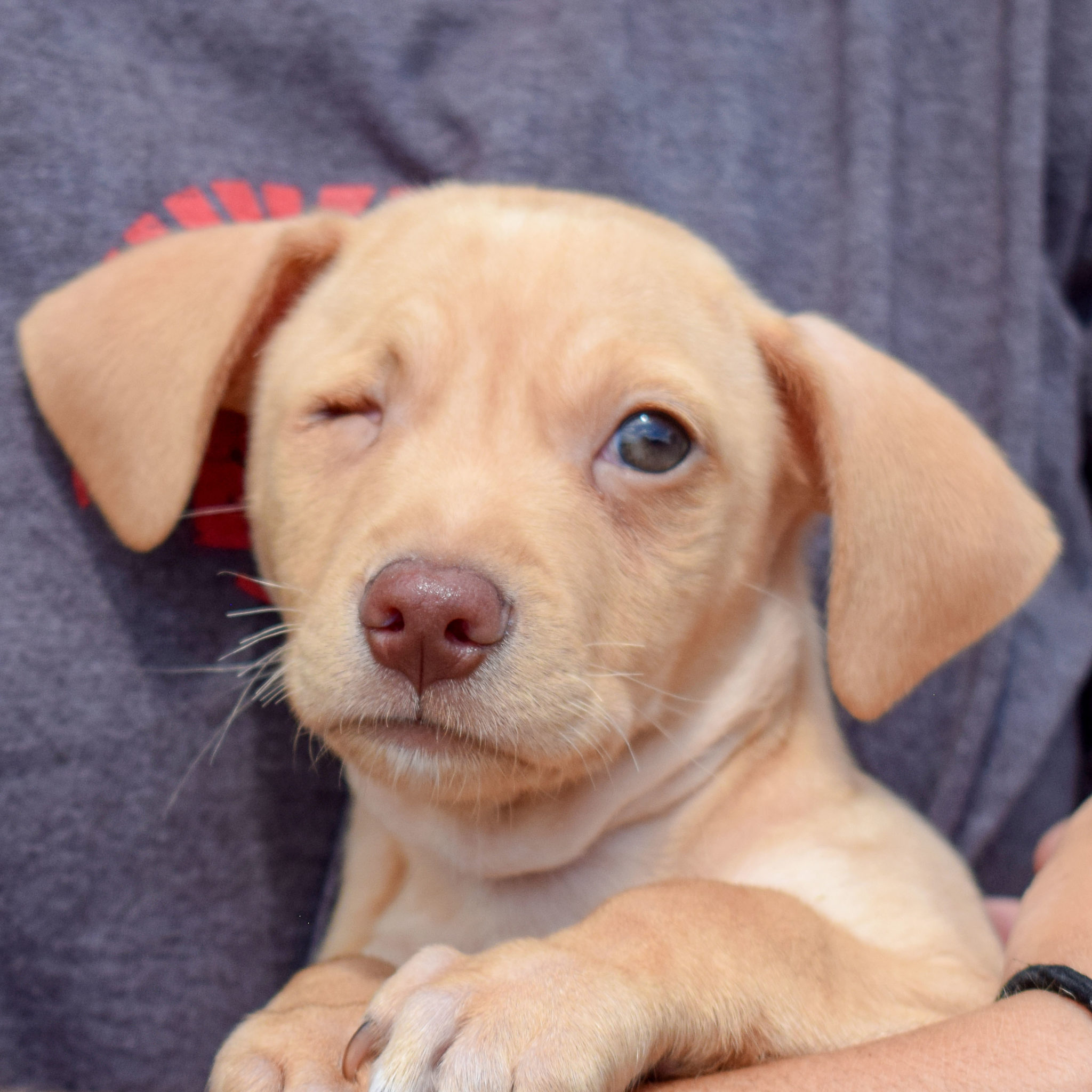 Firefly - Animal House Shelter