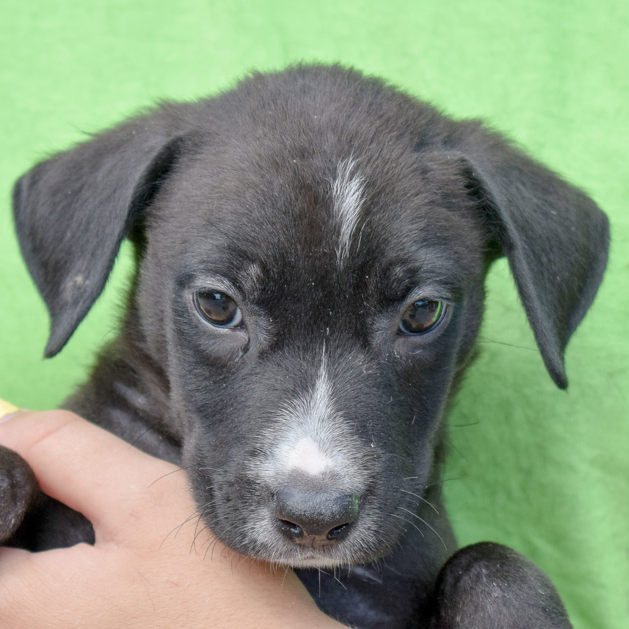 Gail - Animal House Shelter