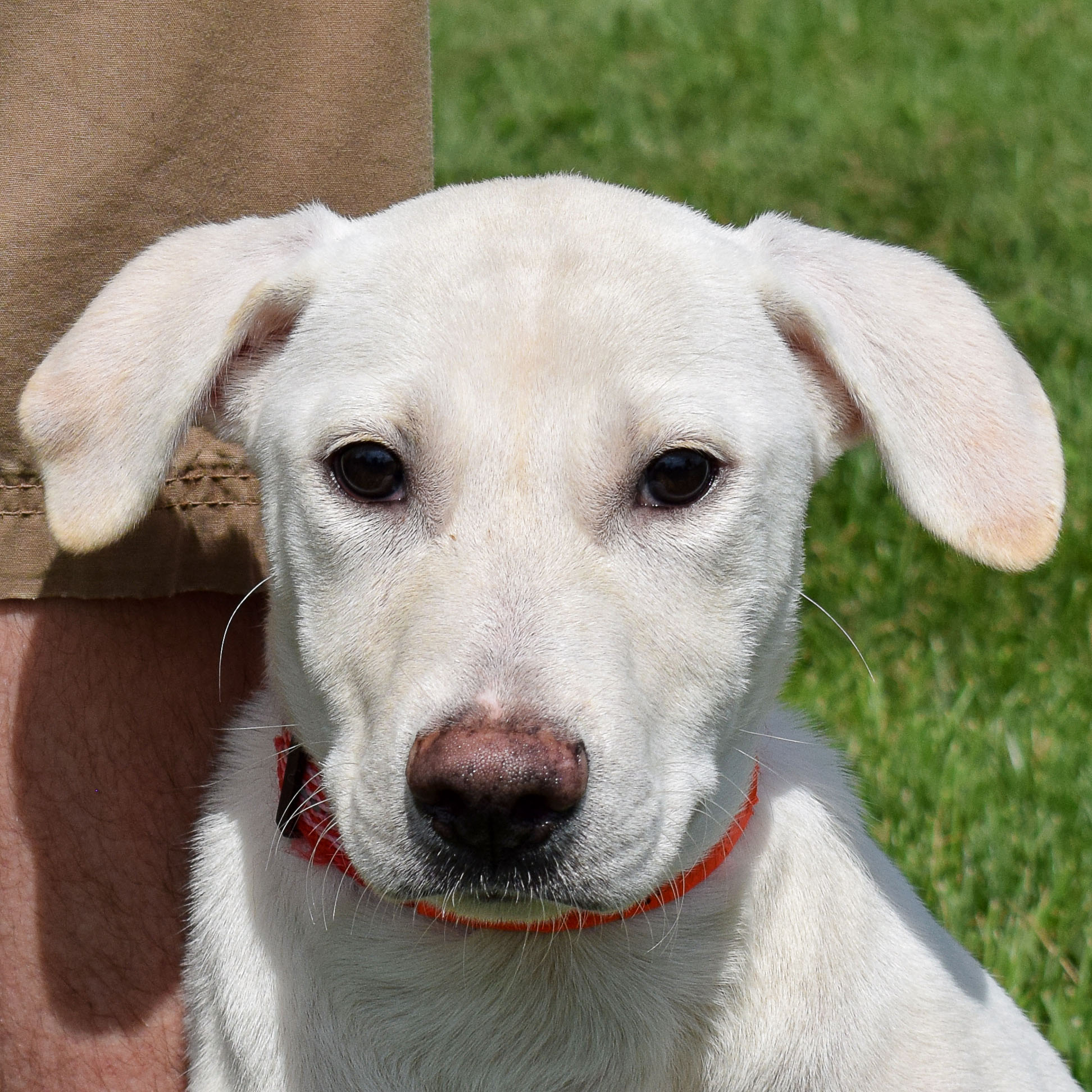 Gump - Animal House Shelter