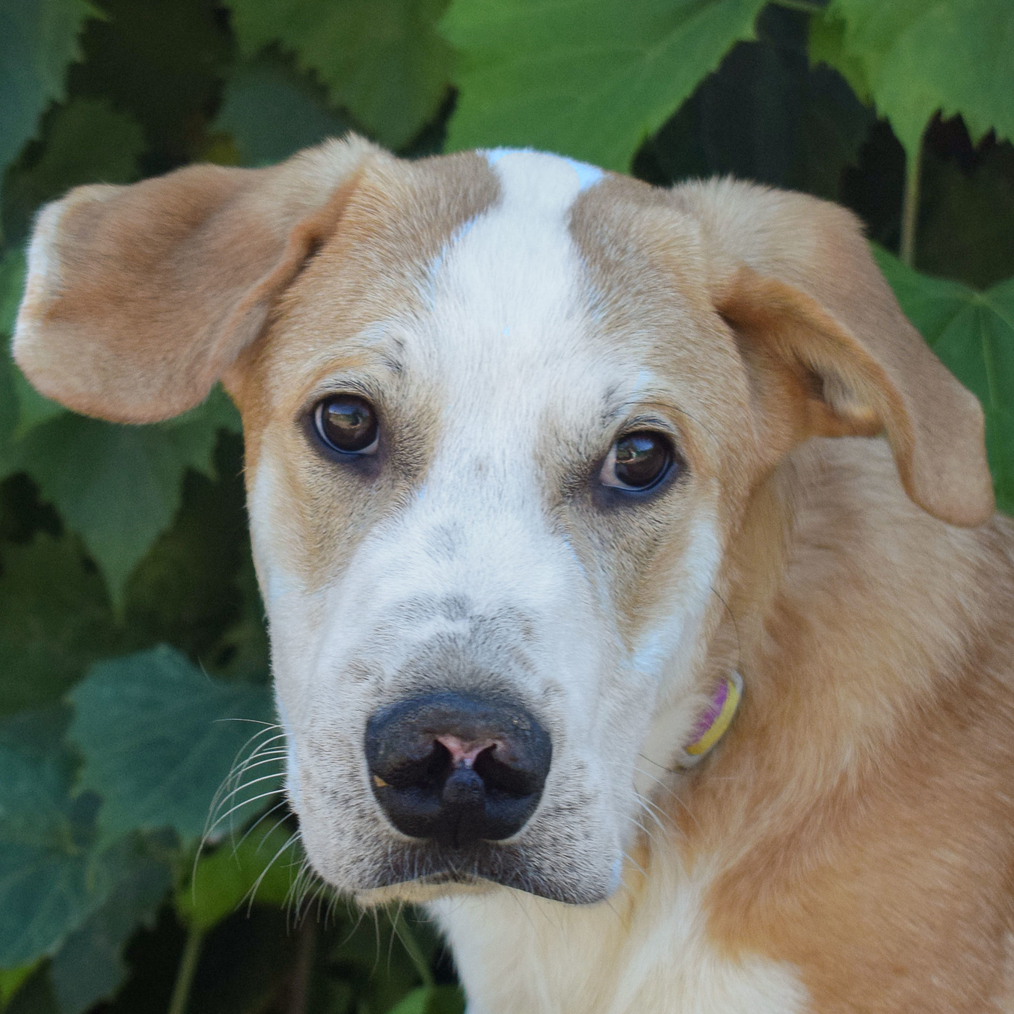 Julius - Animal House Shelter