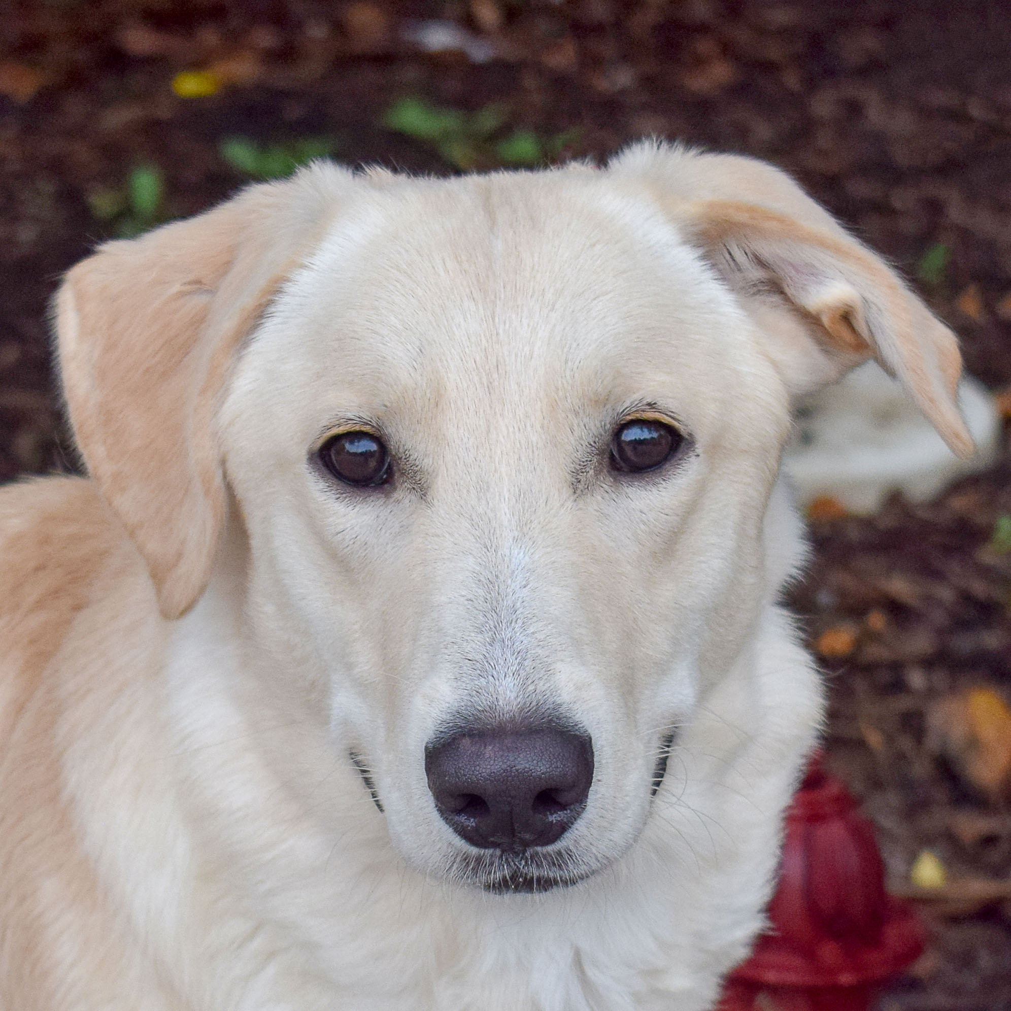 Odie - Animal House Shelter