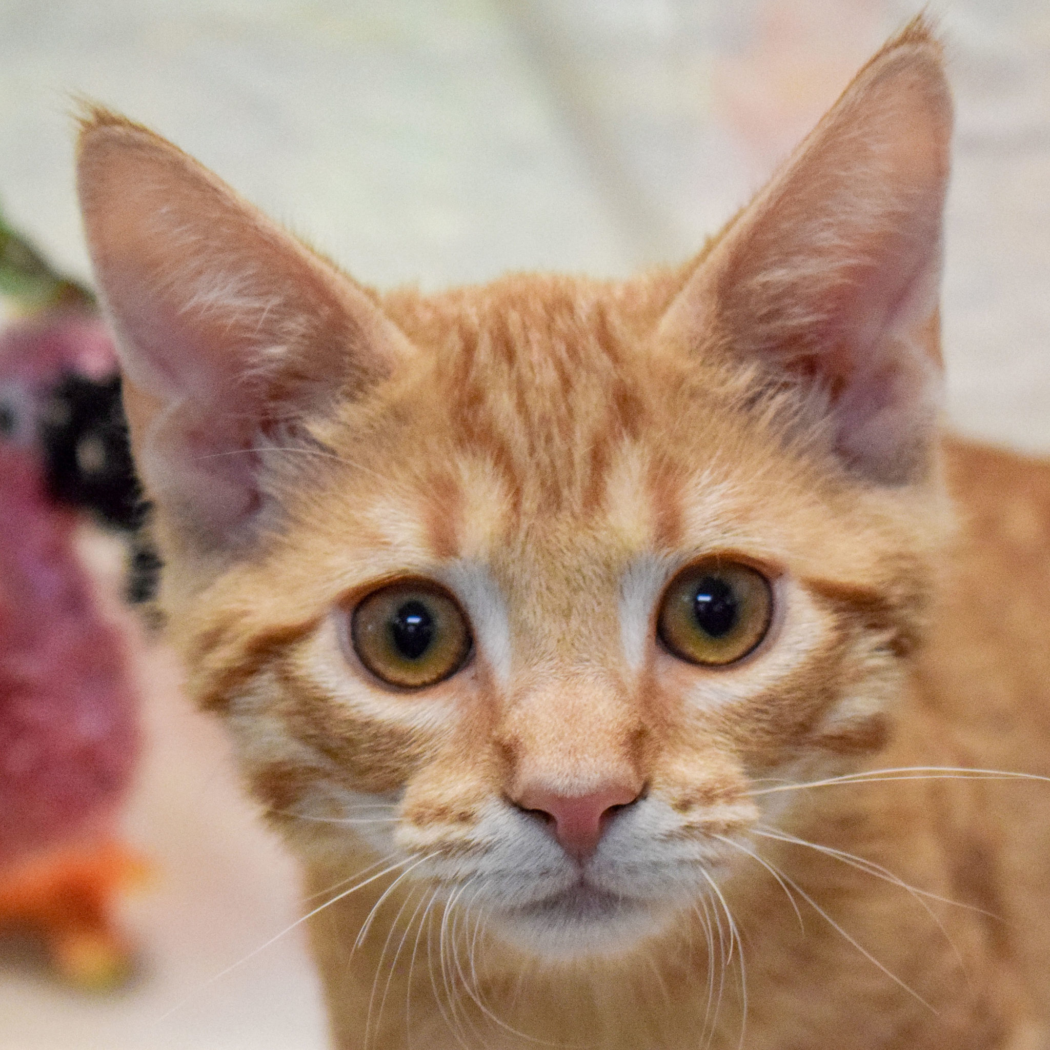 Opie - Animal House Shelter