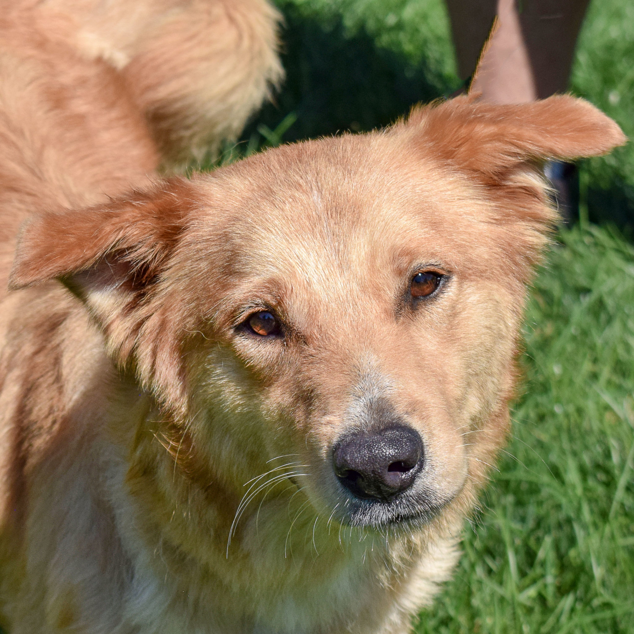 Sienna - Animal House Shelter