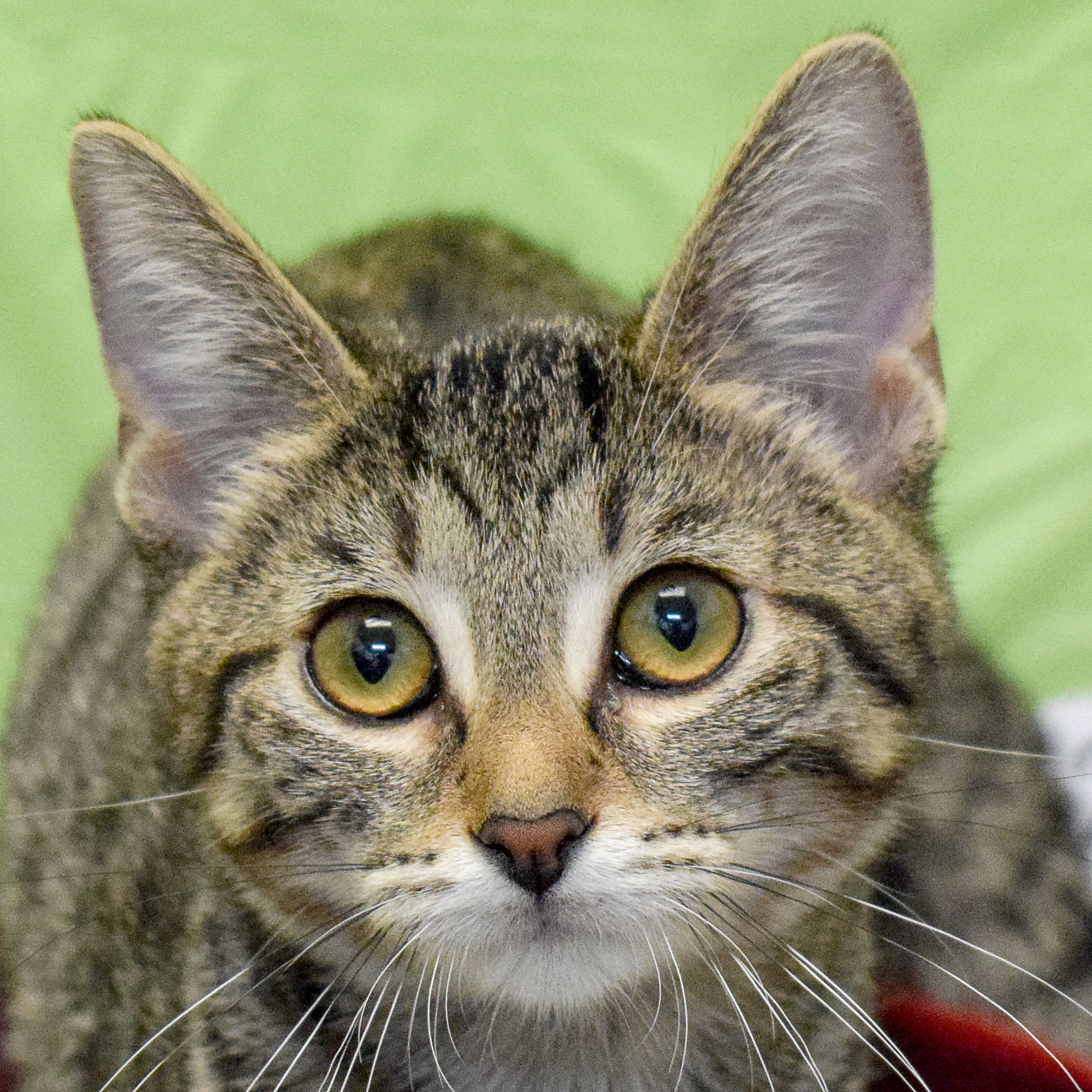 Tabby - Animal House Shelter