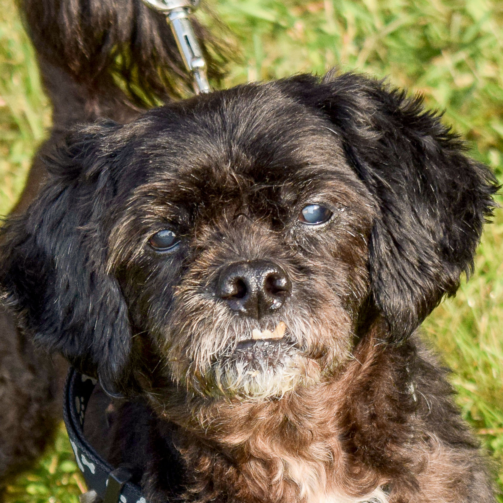 Bubba - Animal House Shelter