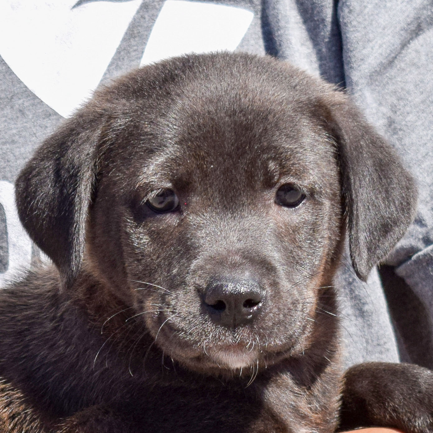 Choco - Animal House Shelter